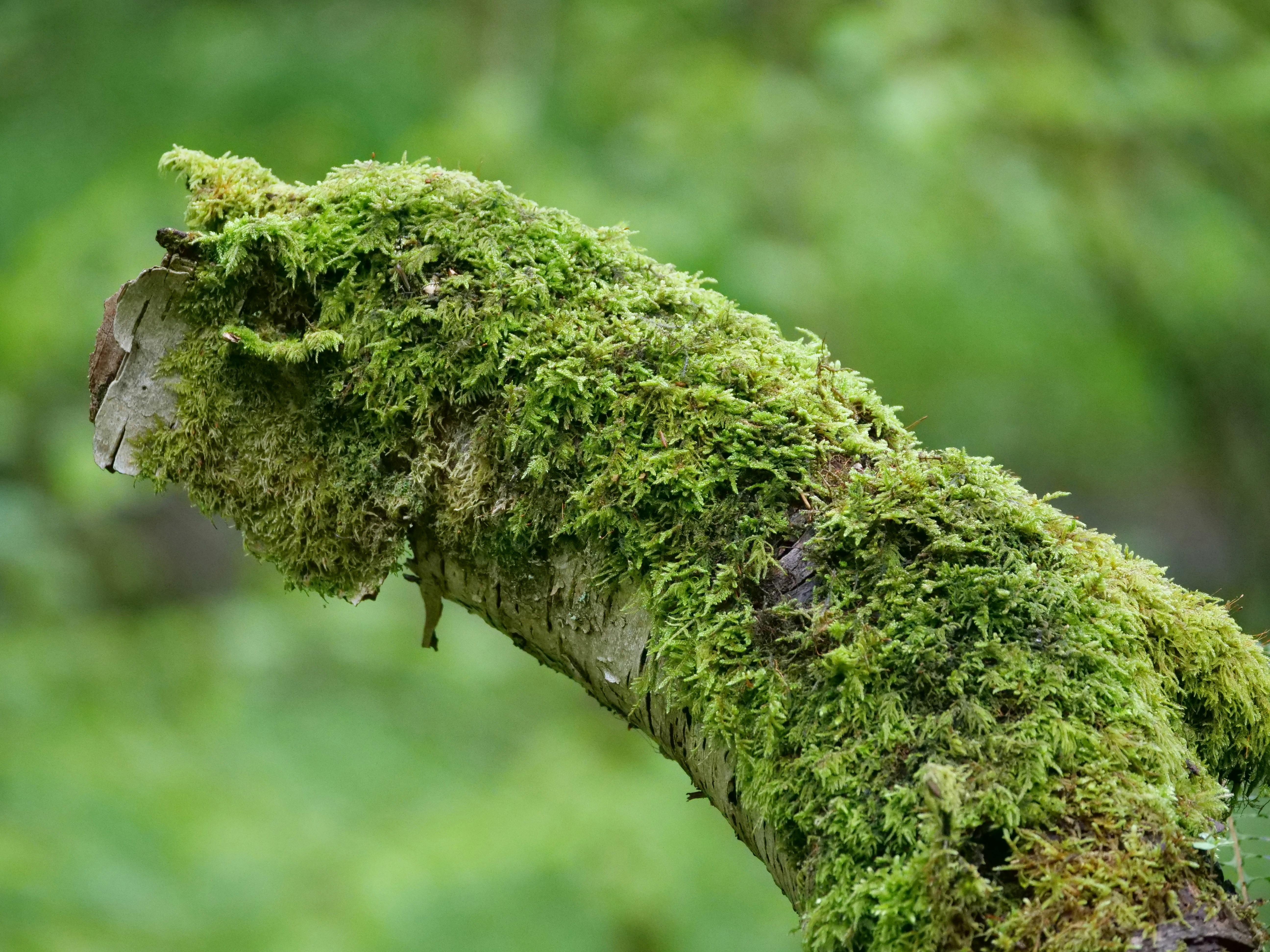 A moss covered branch of a tree in a forest photo – Free Chorley Image ...