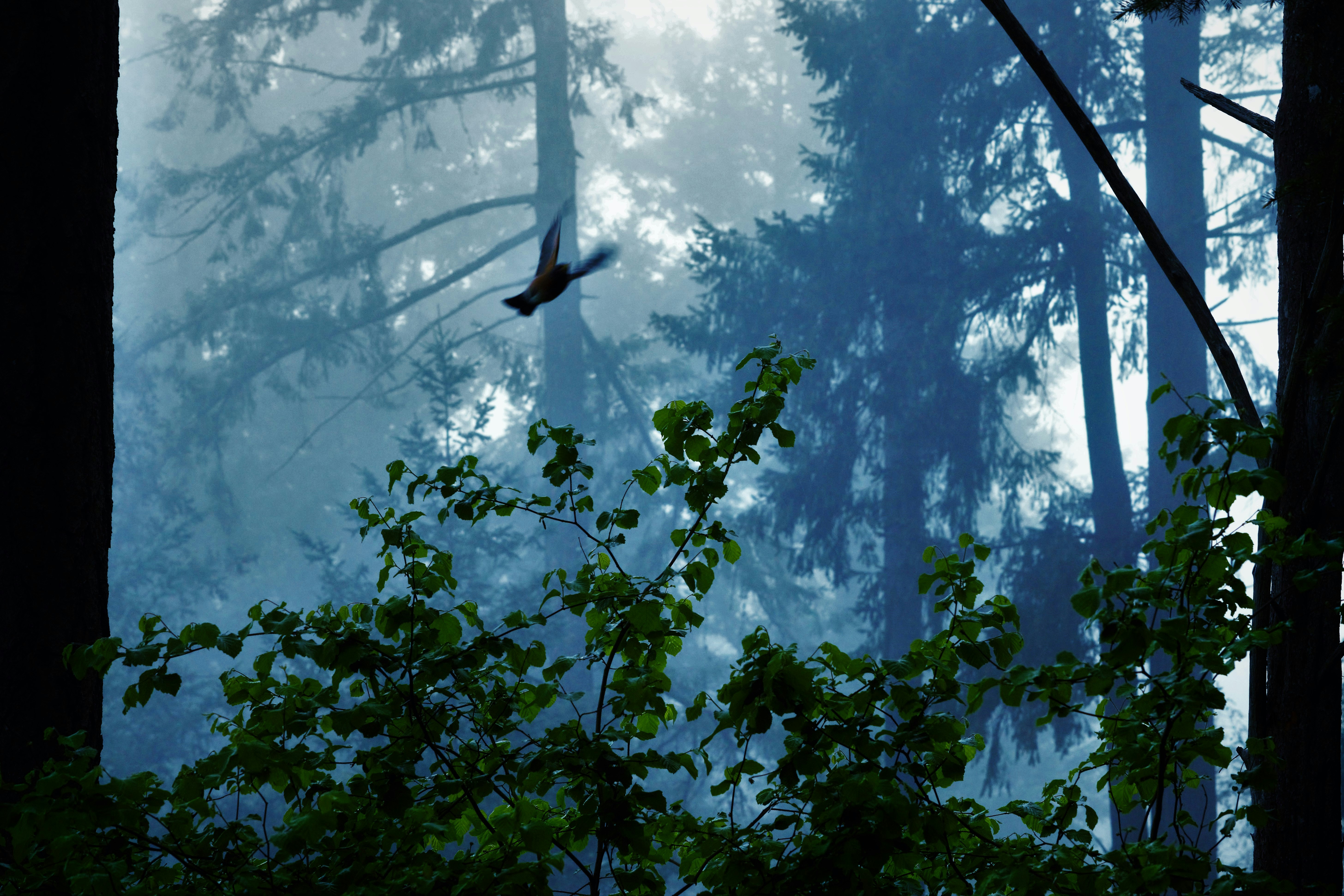 Bird soaring amidst dense, mist-covered pine trees at dawn.