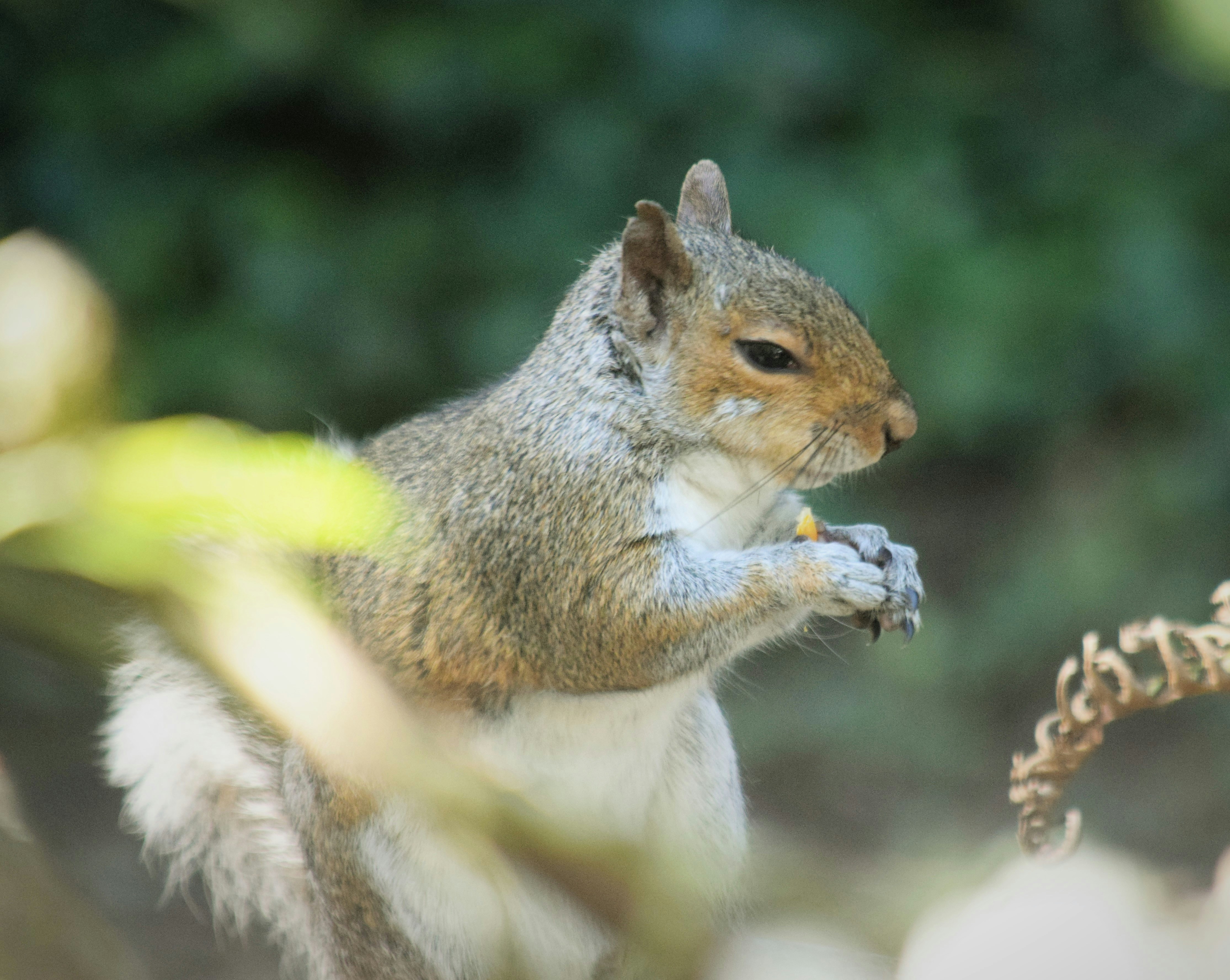 Squirrel in Quiet Forage, Sunlit Forest Edge