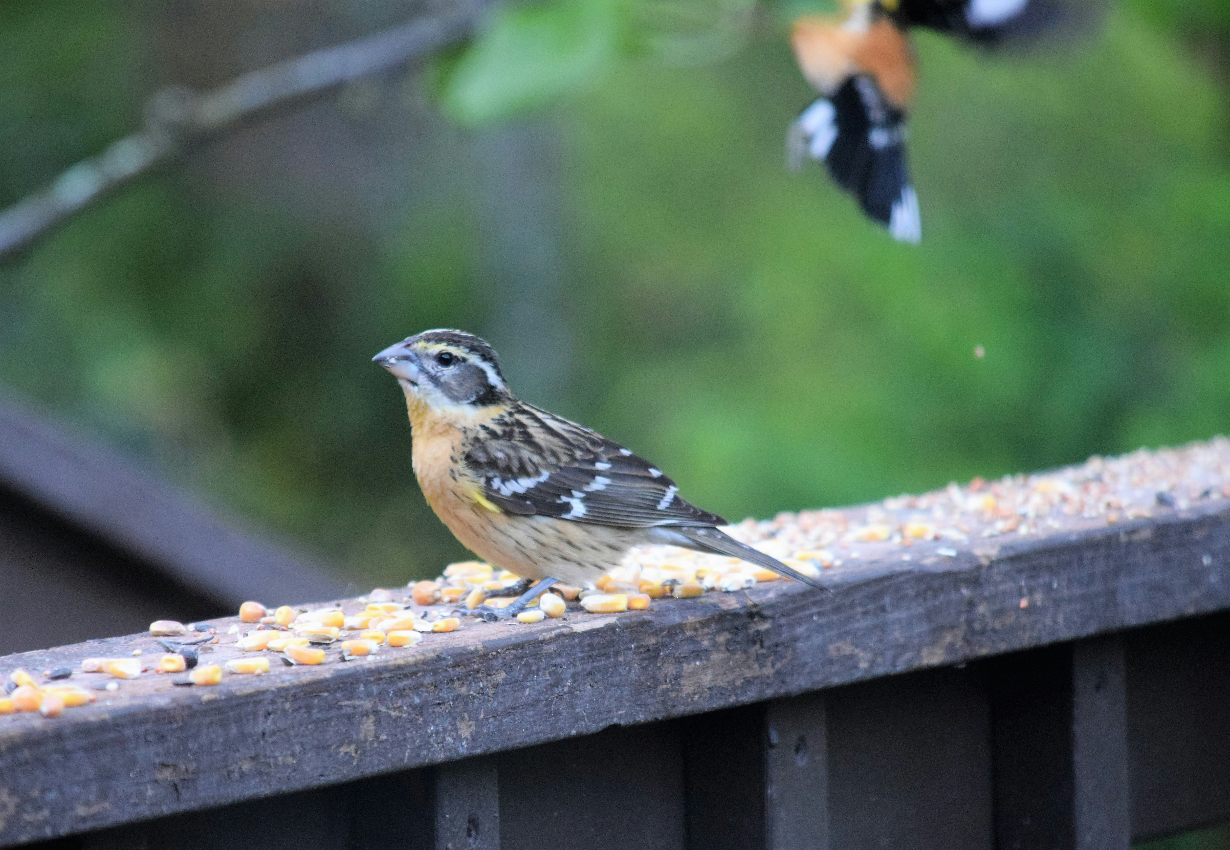 Seed-laden Perch: A Garden Bird Keeps Watch on the Railing