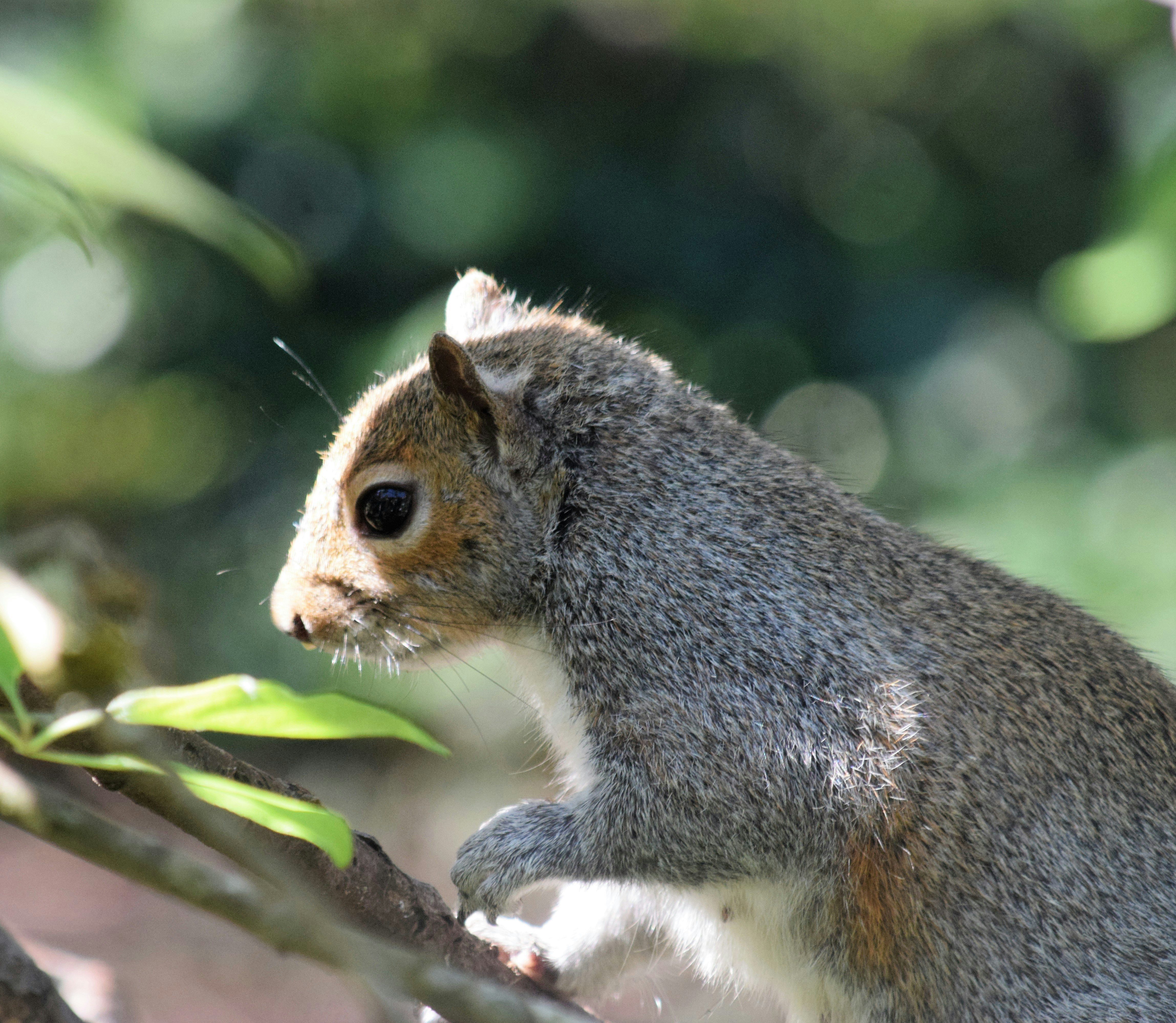 Una ardilla sentada en la cima de la rama de un árbol foto – Imagen de ...