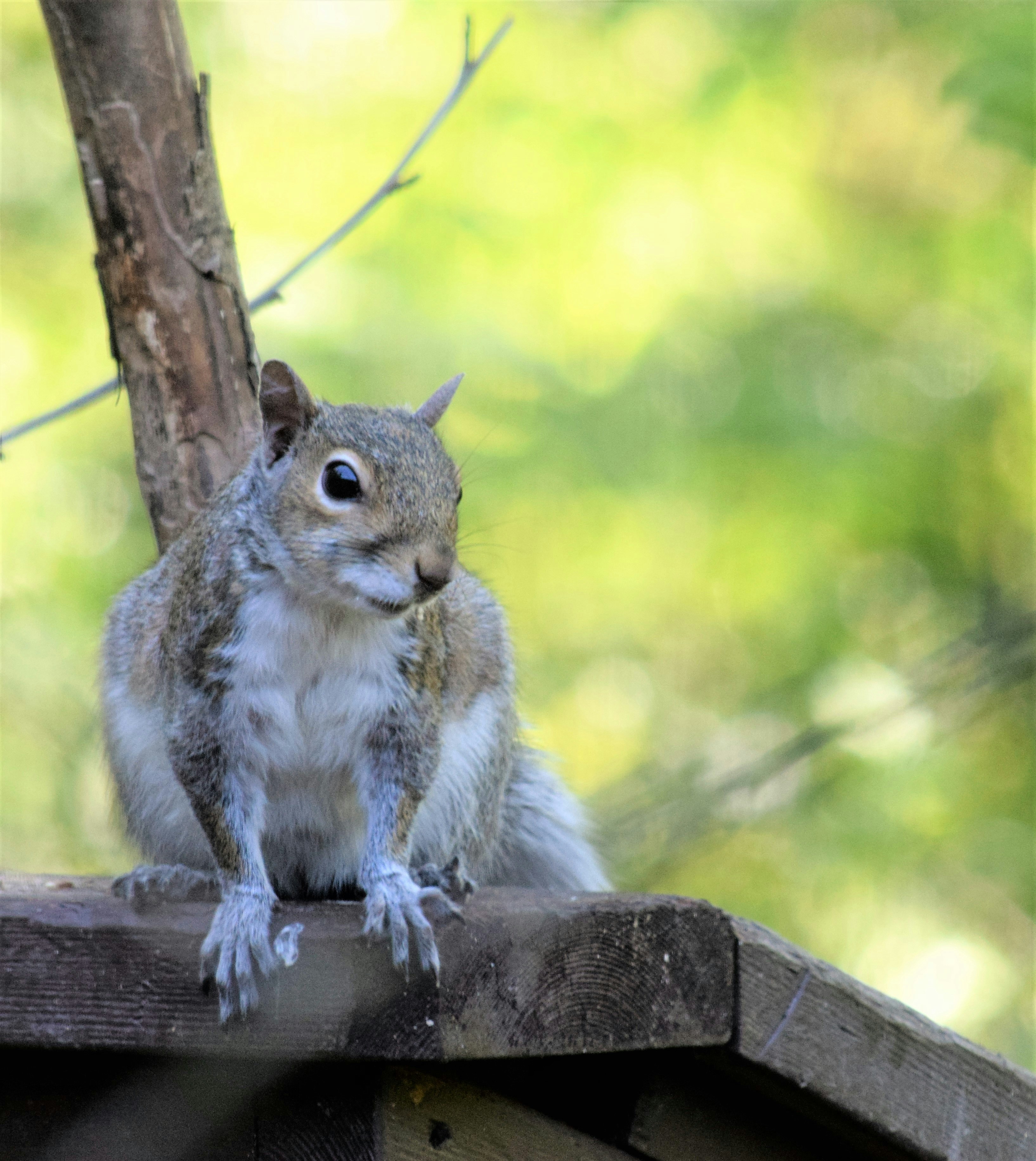 Curious Squirrel on a Sunlit Timber Perch