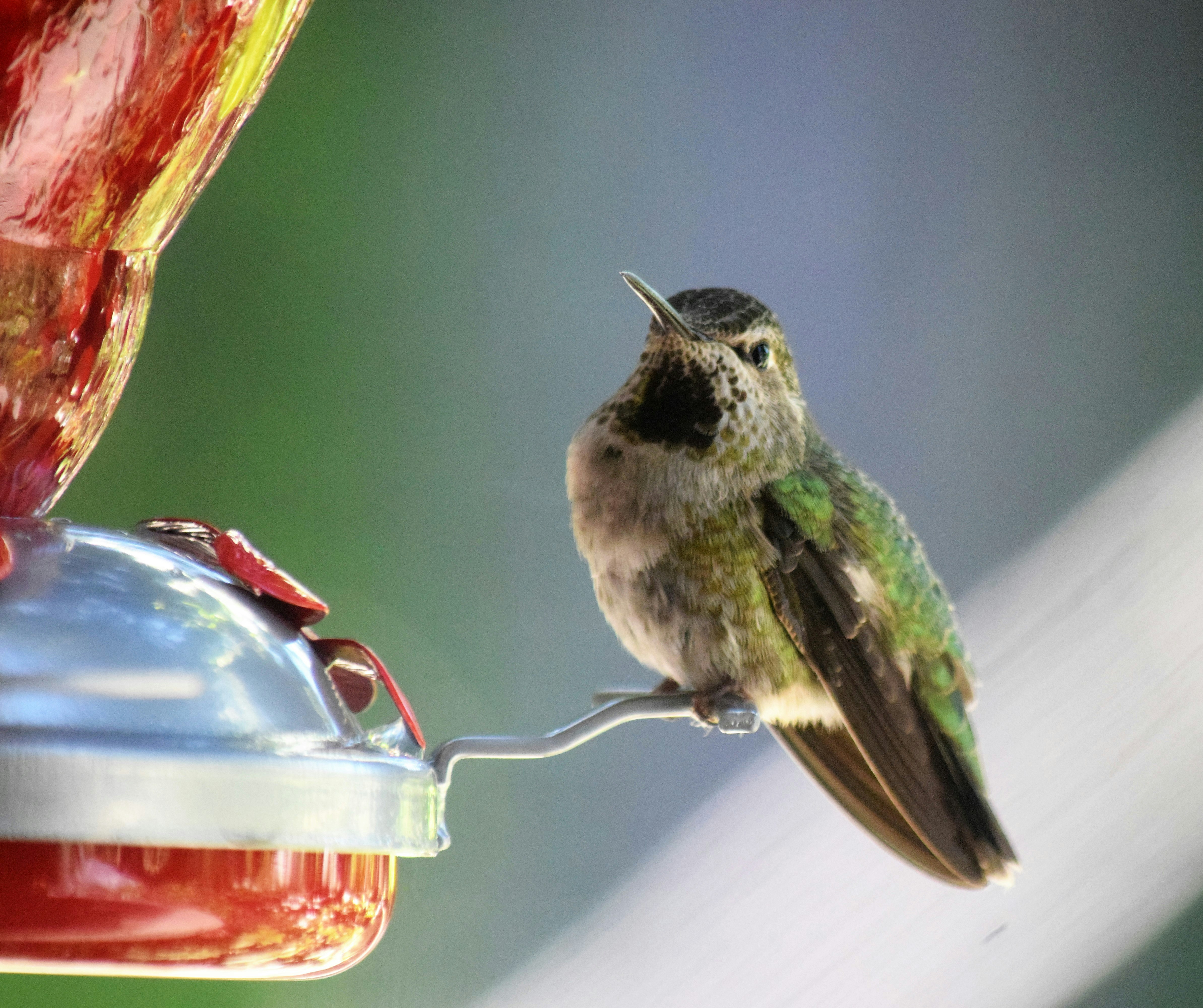 Emerald Hummer at the Red Feeder: a close-up study of iridescent plumage and patient perch
