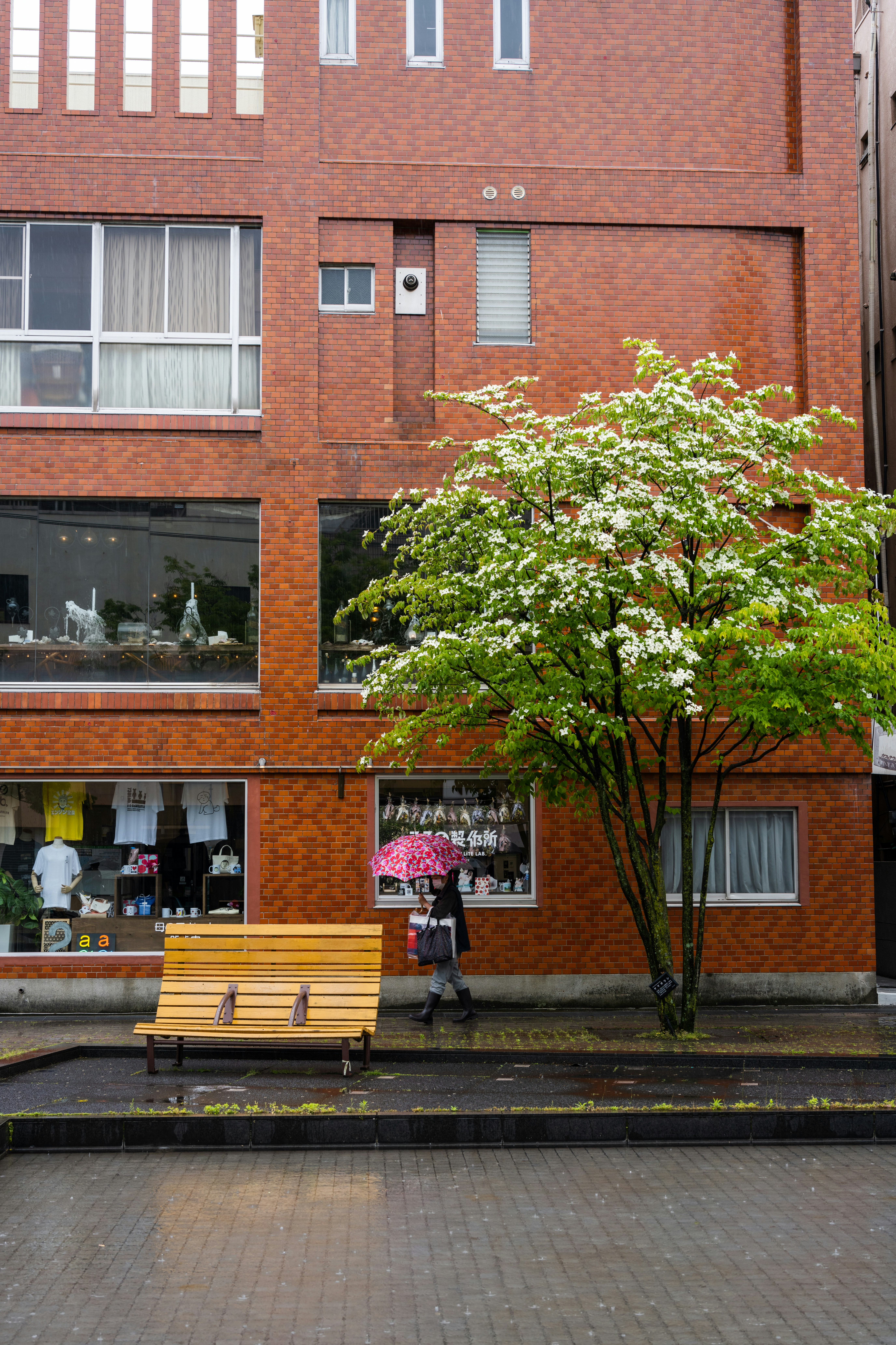 Pink Umbrella Beneath White Blossoms in a Brick-Front Street Scene