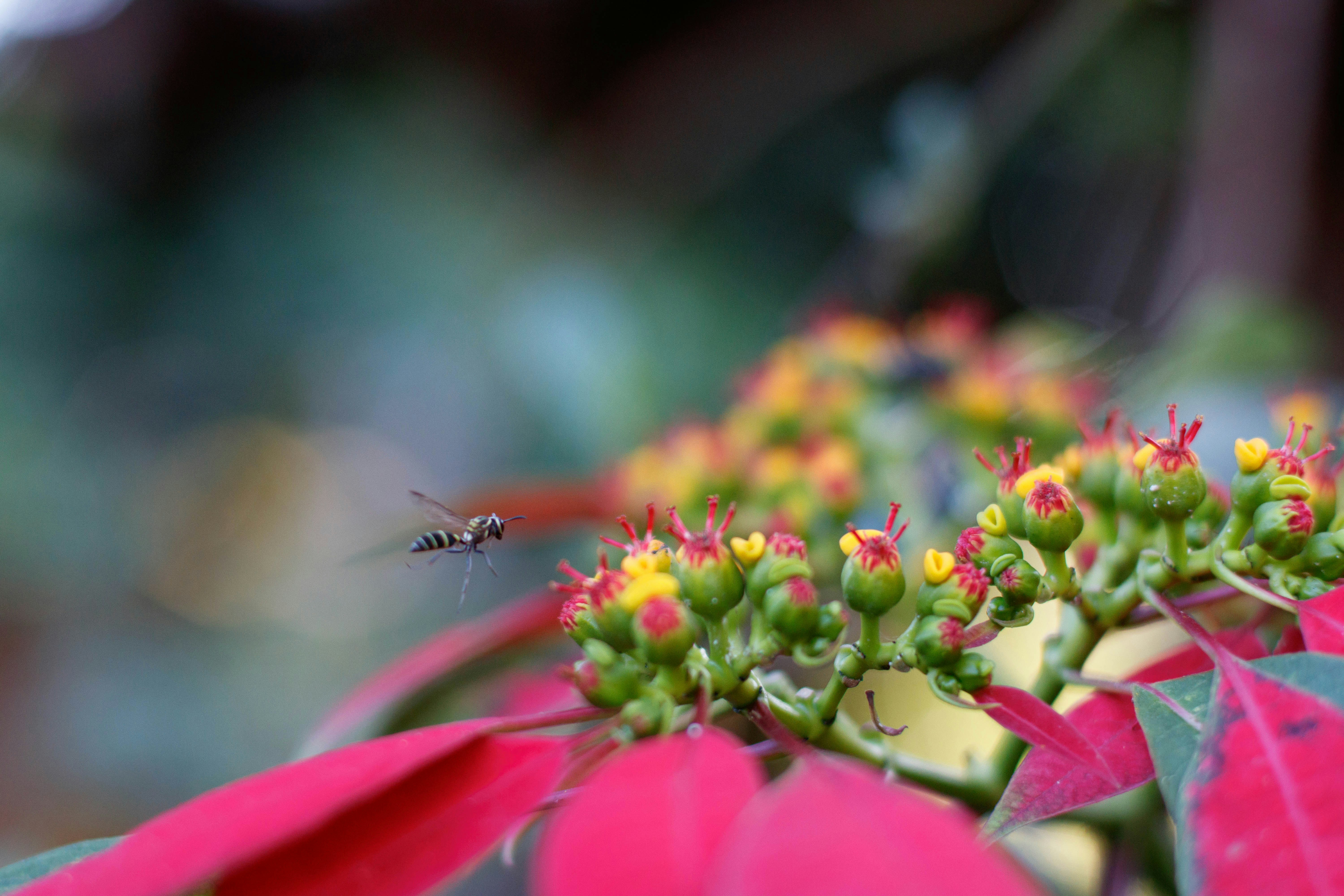 Hovering Strider: A Bee in Focus Amid Vivid Floral Red and Green