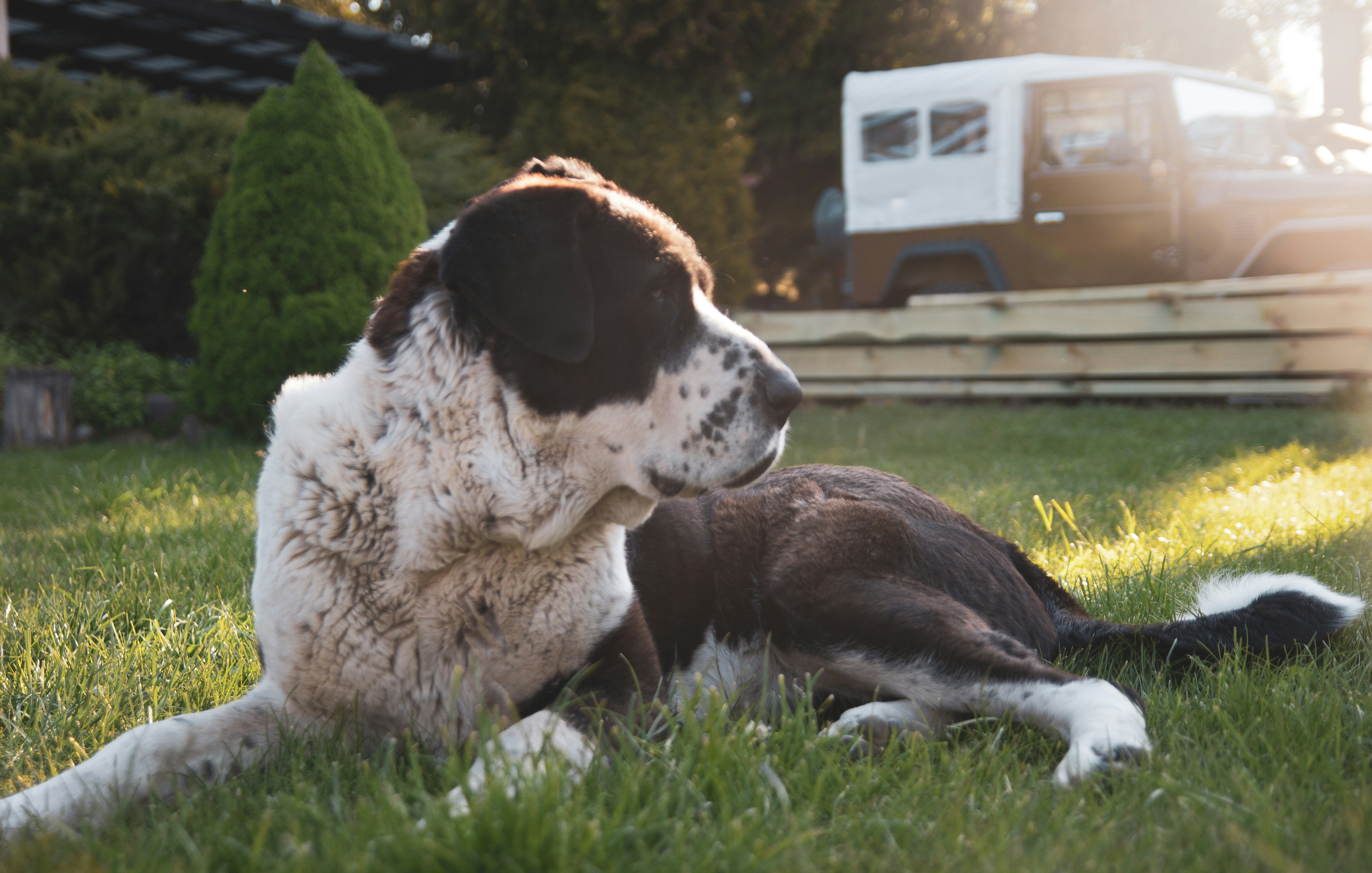 Dusk Patrol: A Relaxed Hound Under Sunlit Yard Light