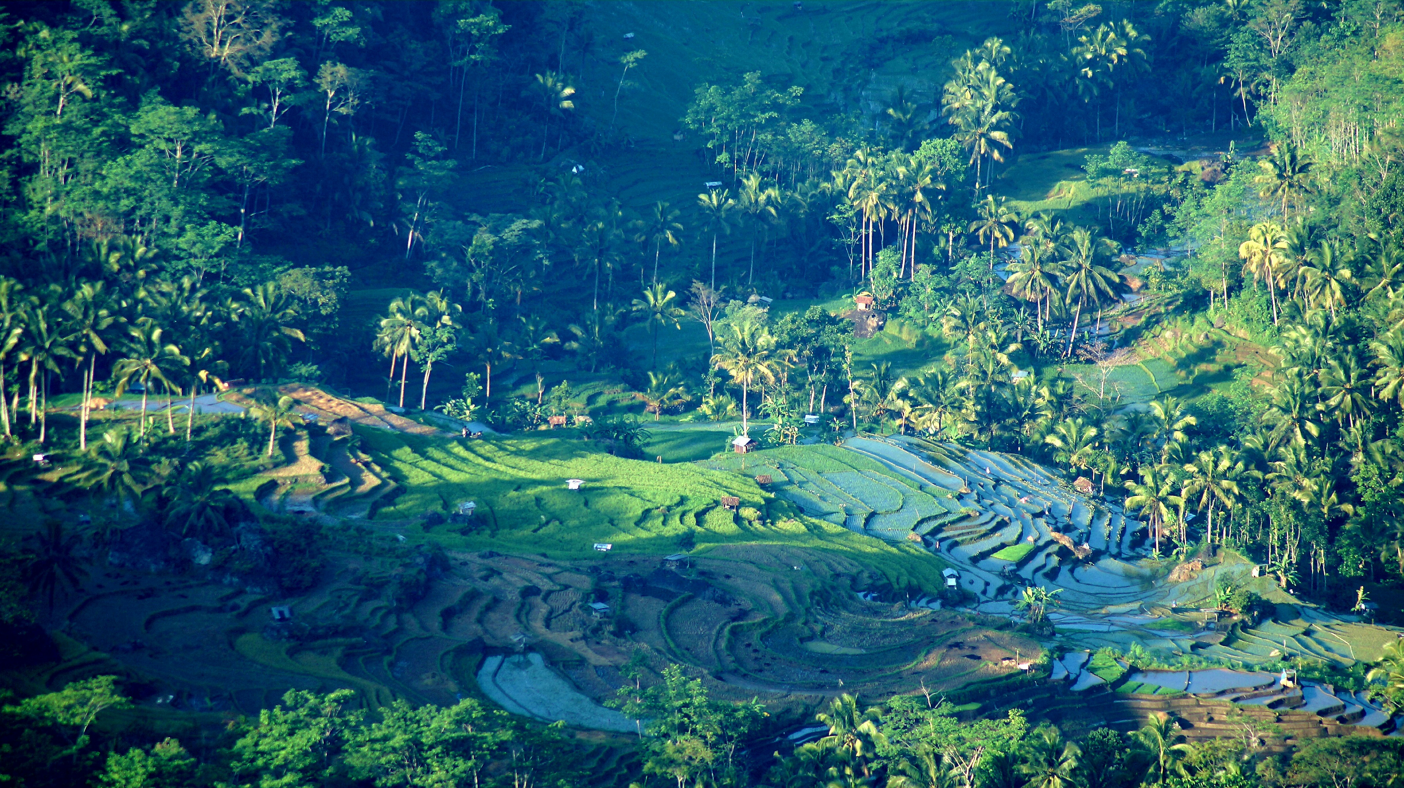 an aerial view of a rice field surrounded by palm trees