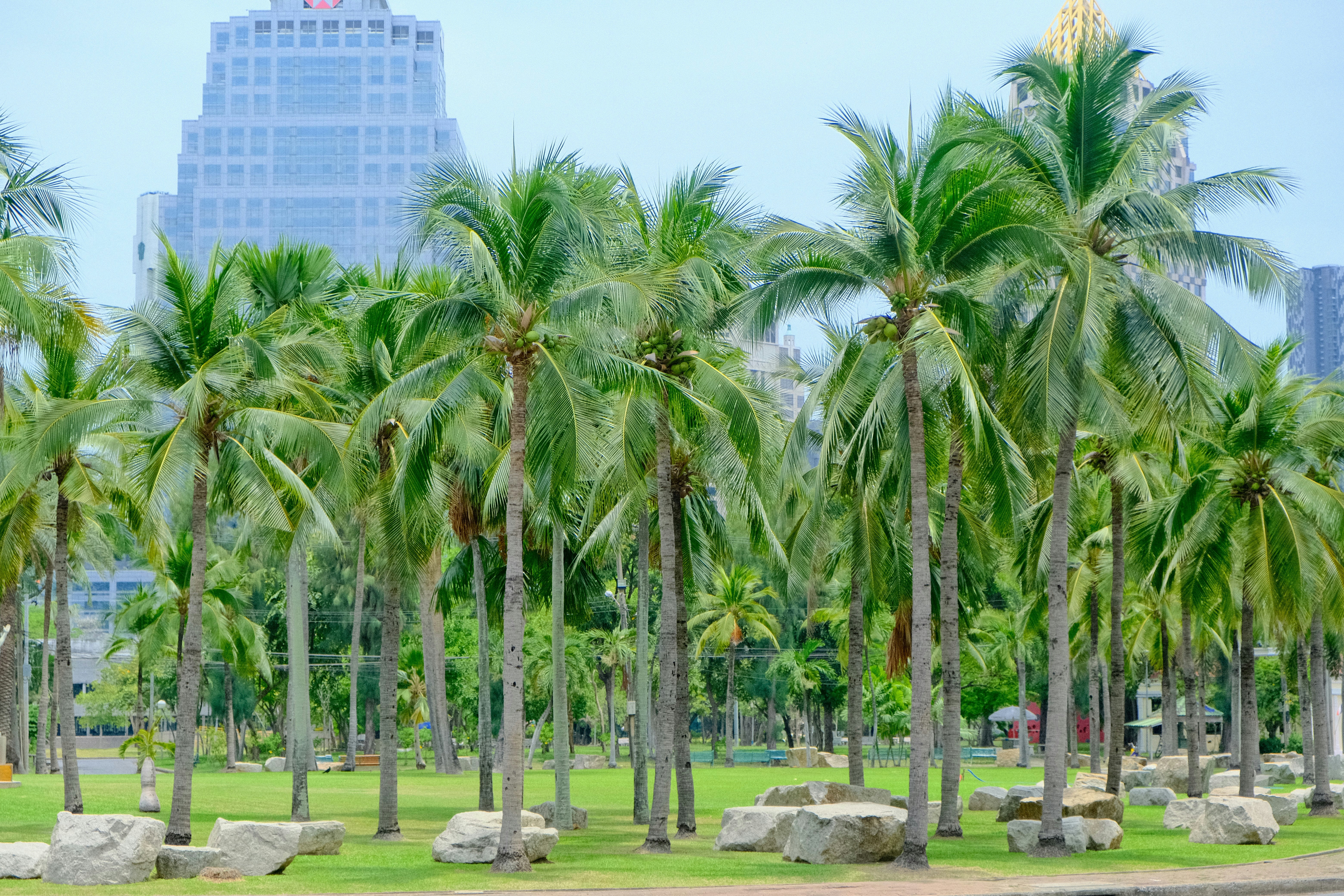 A row of palm trees in a city park photo – Free 태국 방콕 도시권 pathum wan ...