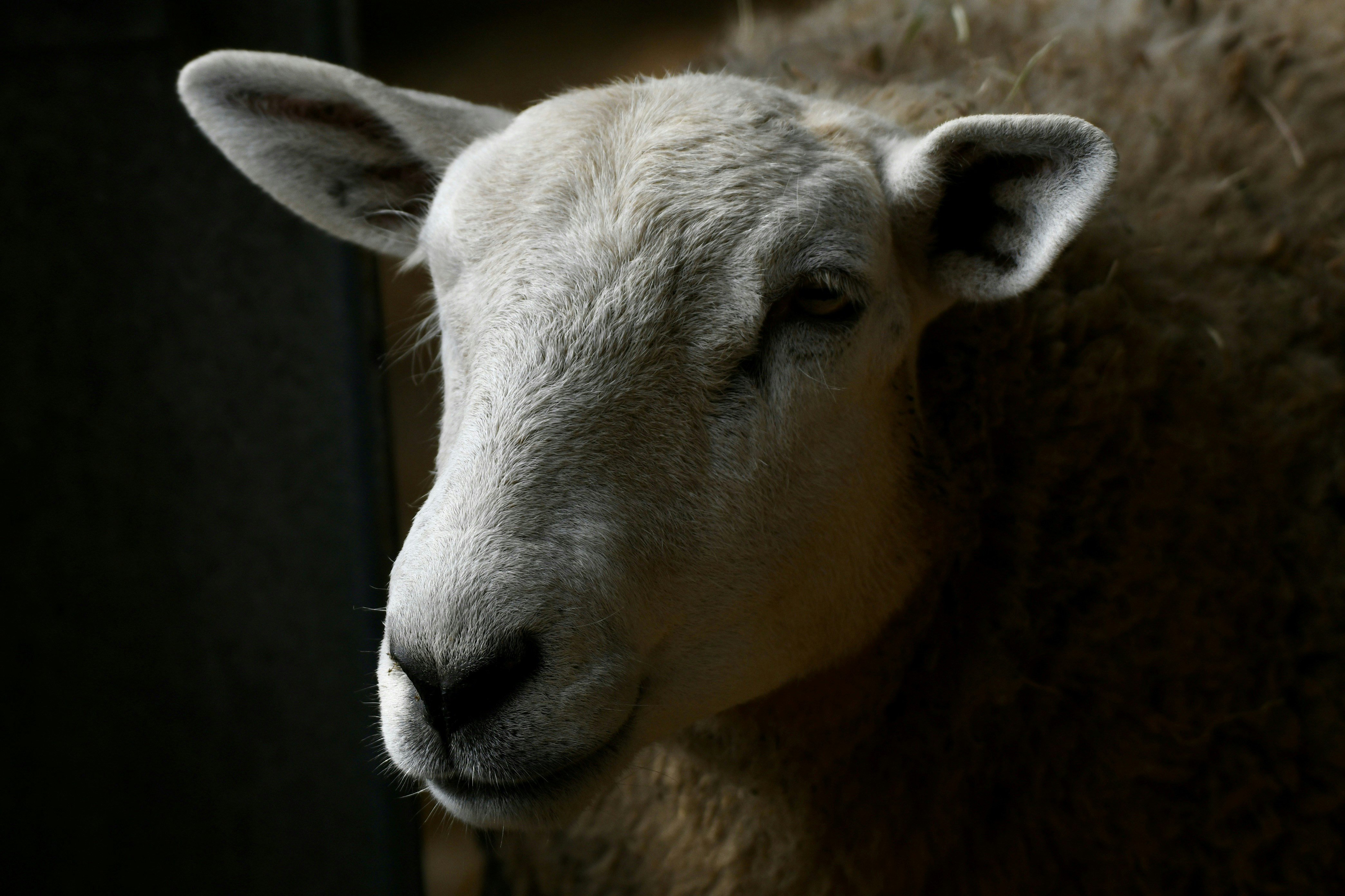 Side-Illuminated Serenity: A Sheep's Quiet Gaze