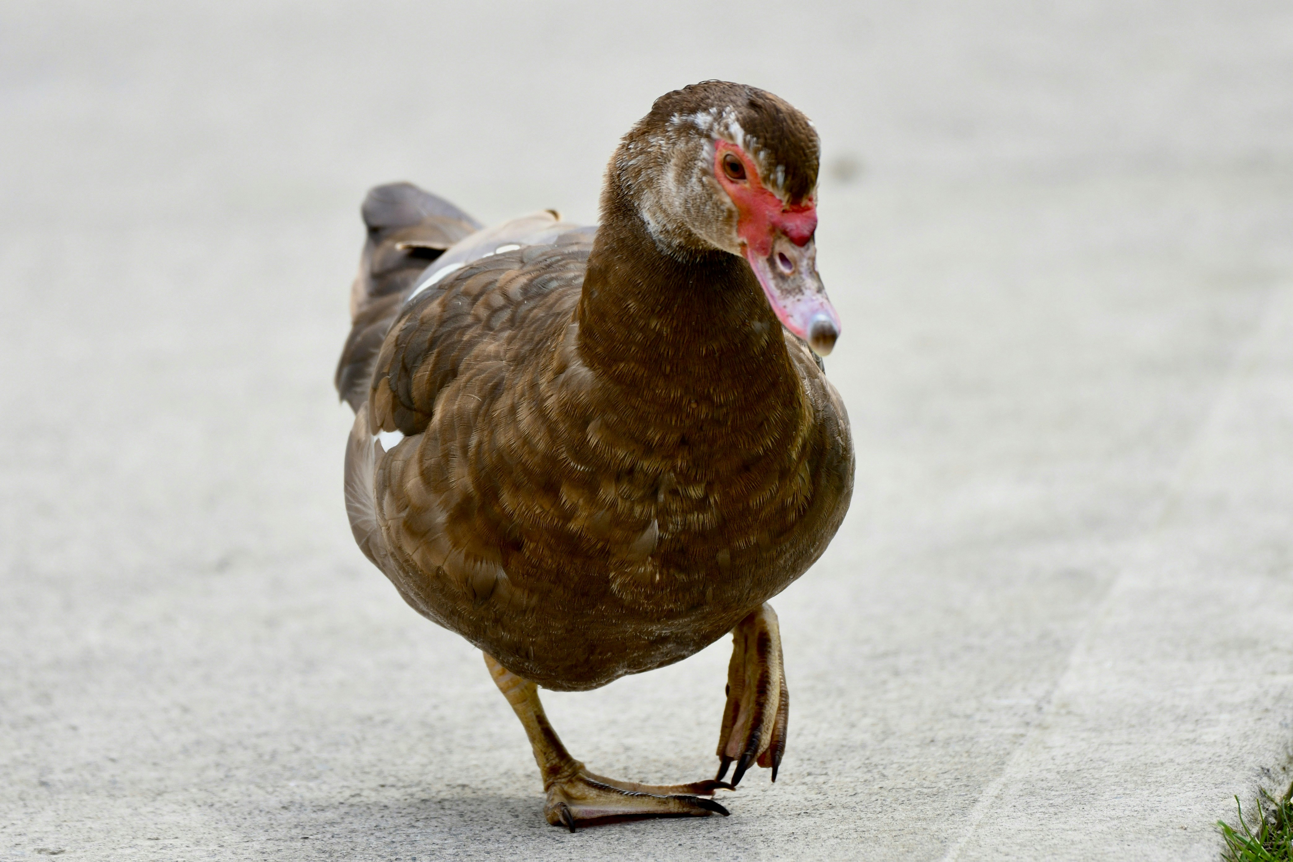 Foto Un pato marrón caminando por un camino de cemento – Imagen Pájaro ...