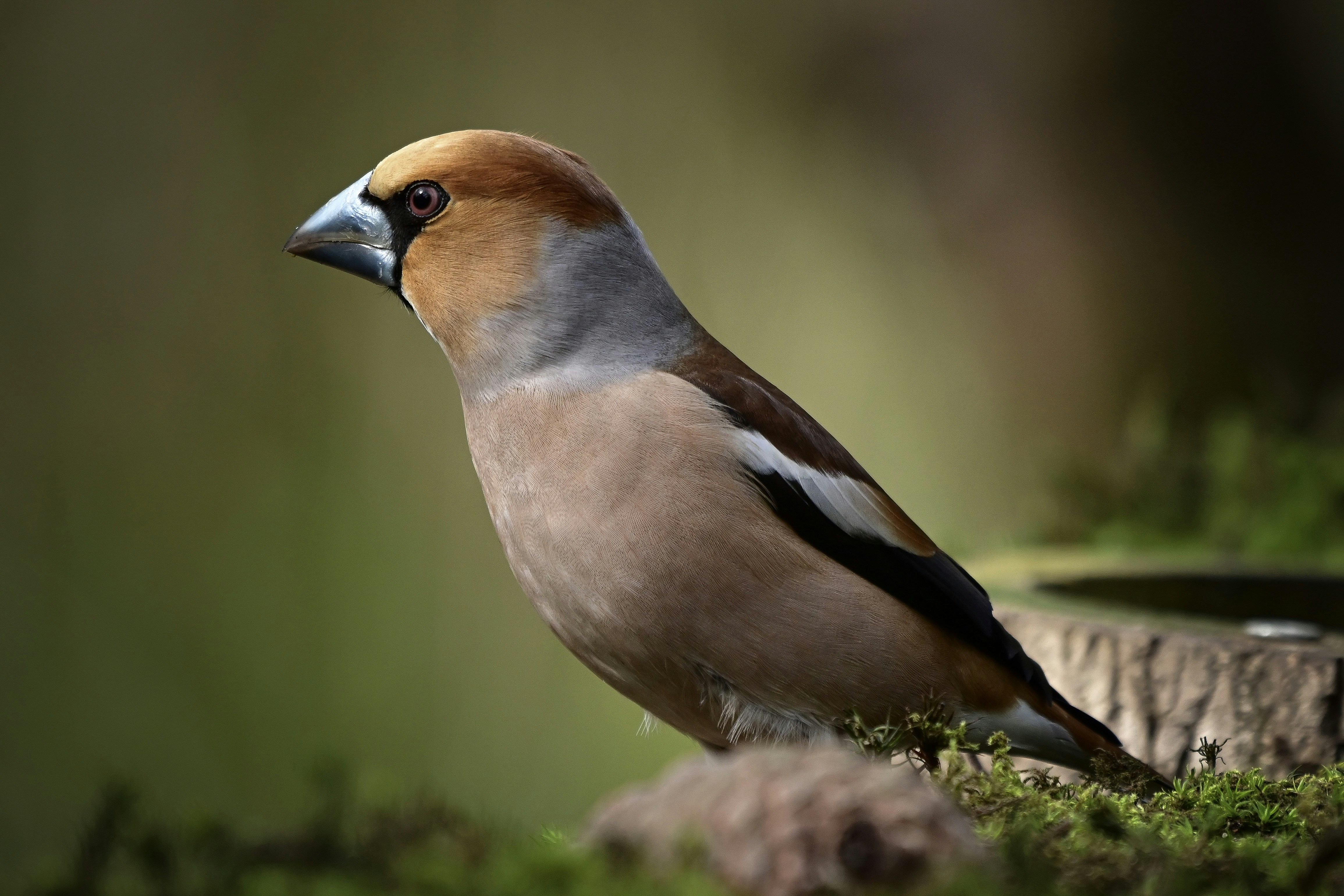 Appelvink, apple finch, finch | a bird is sitting on a mossy log