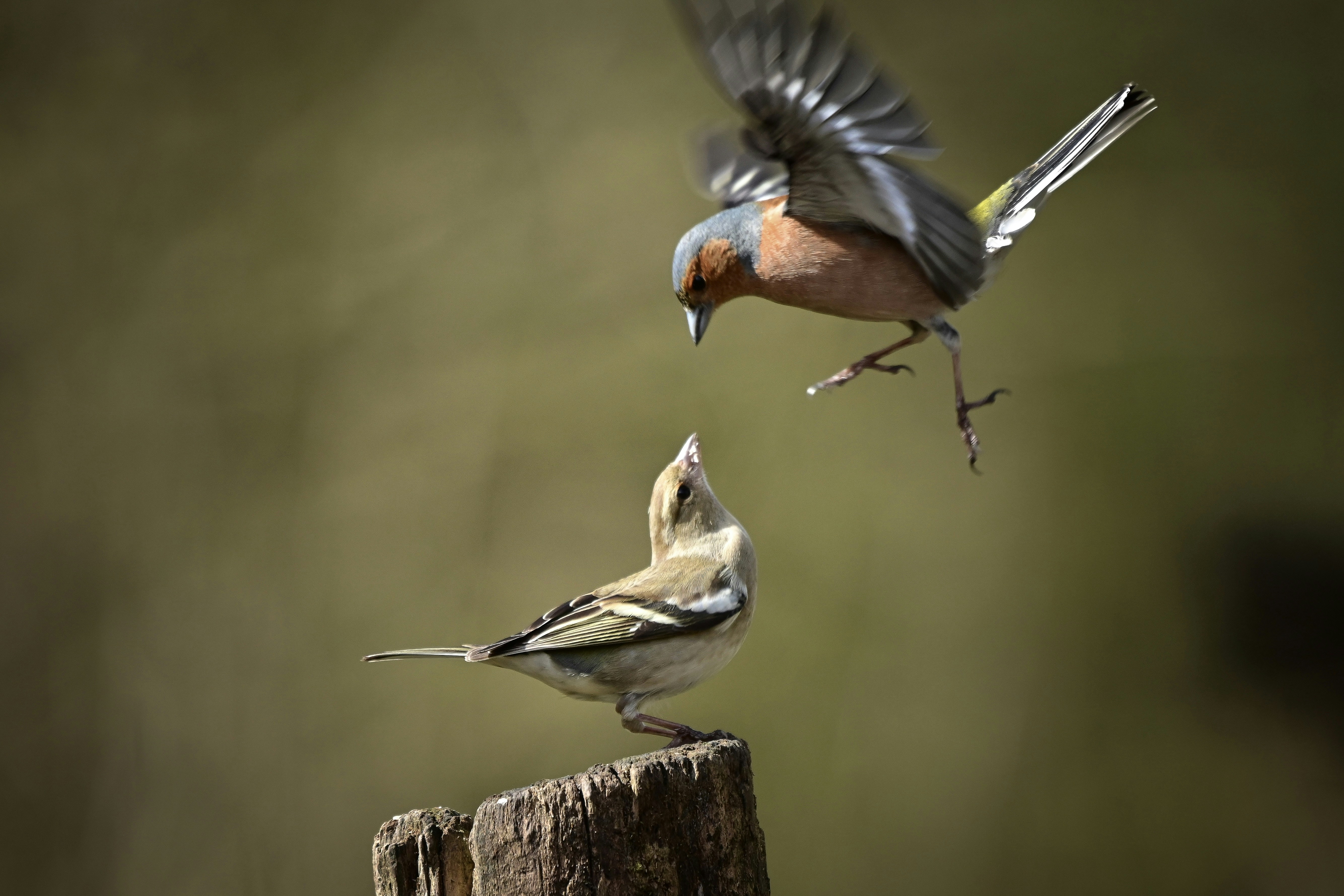 Finch, vink, ispinoz, fighting birds