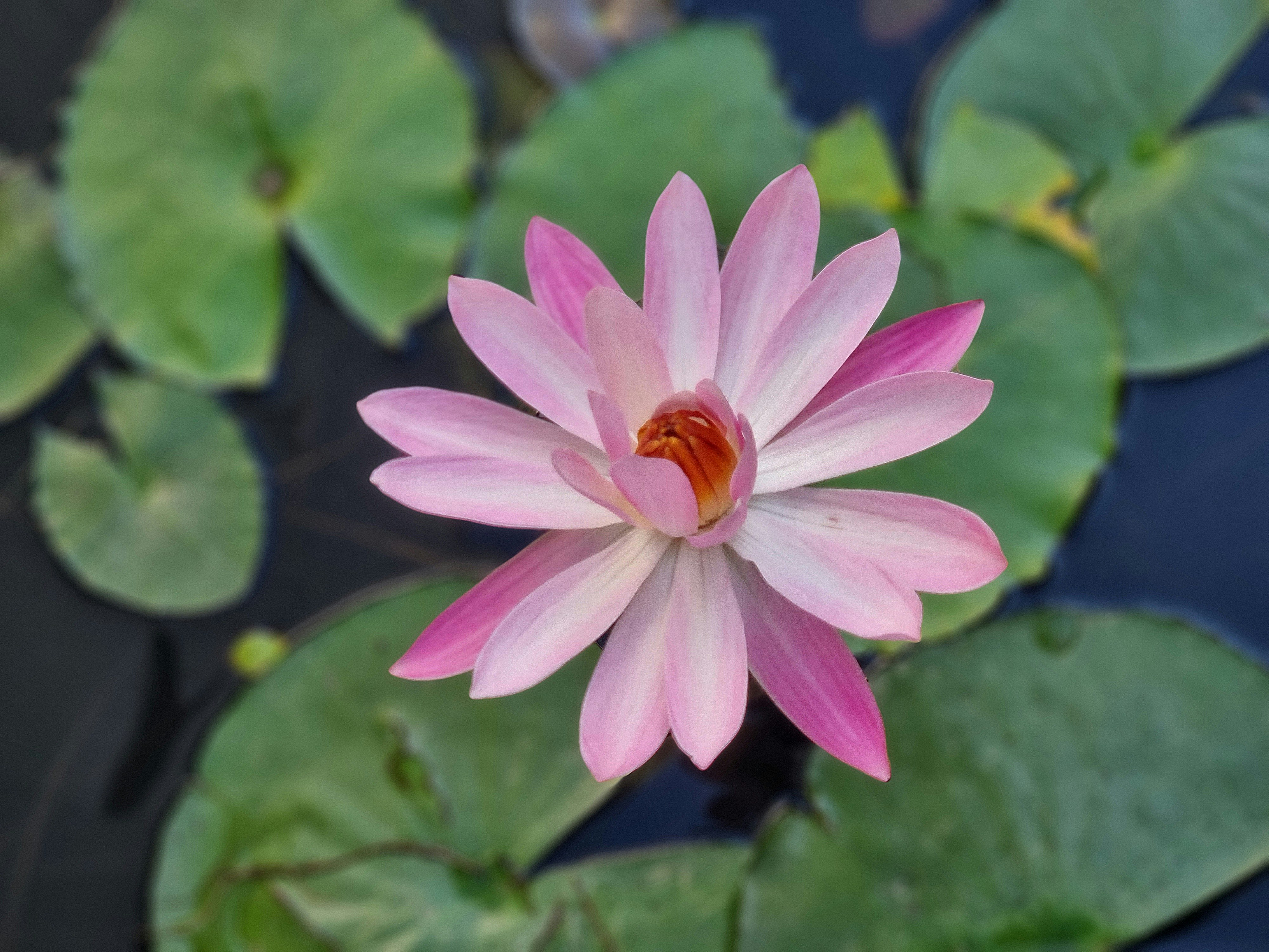 Center-Stage Pink Water Lily: Serenity on a Glassy Pond