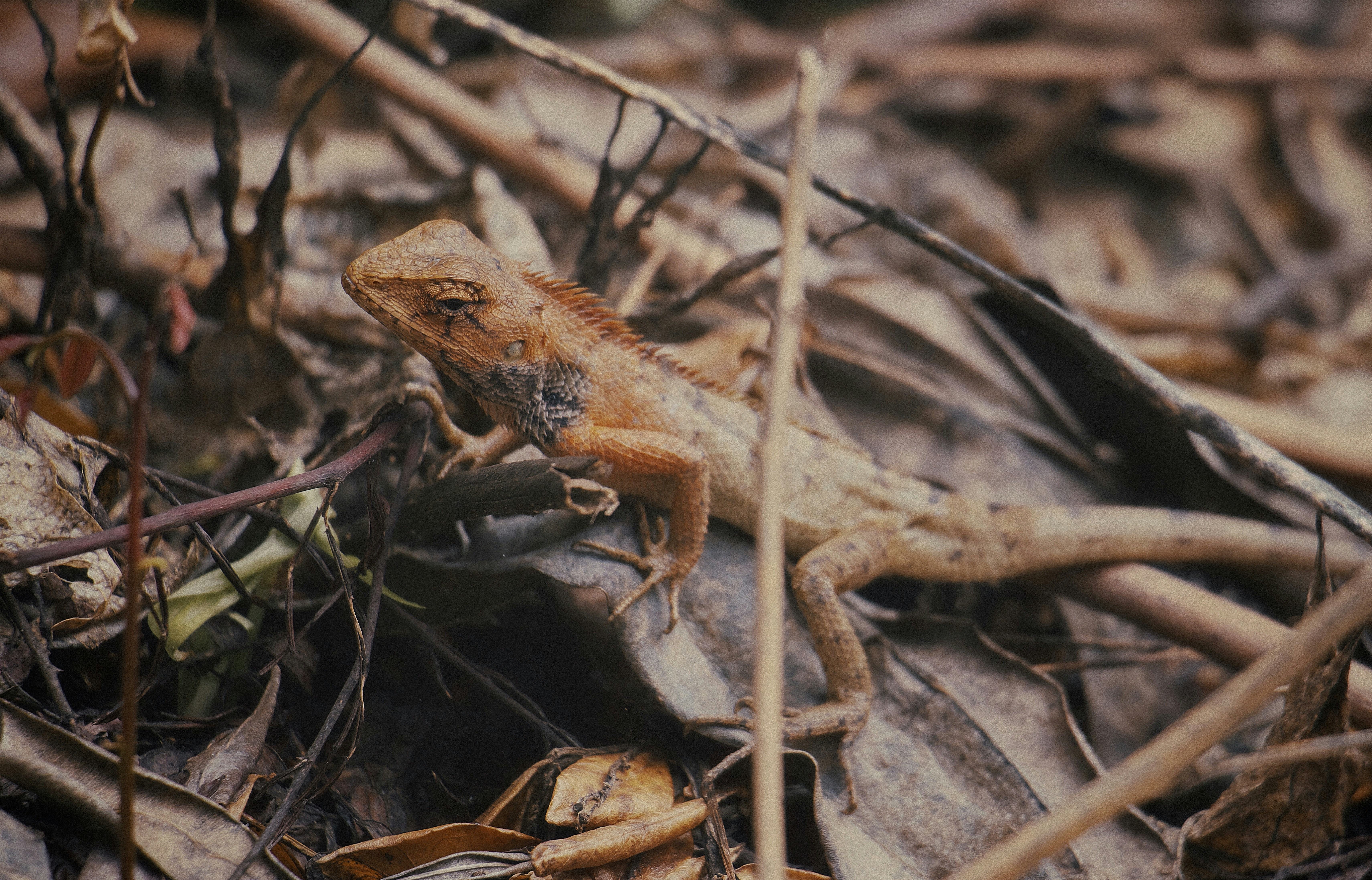 Amber Lizard in Dry Debris: A Ground-Level Camouflage Portrait