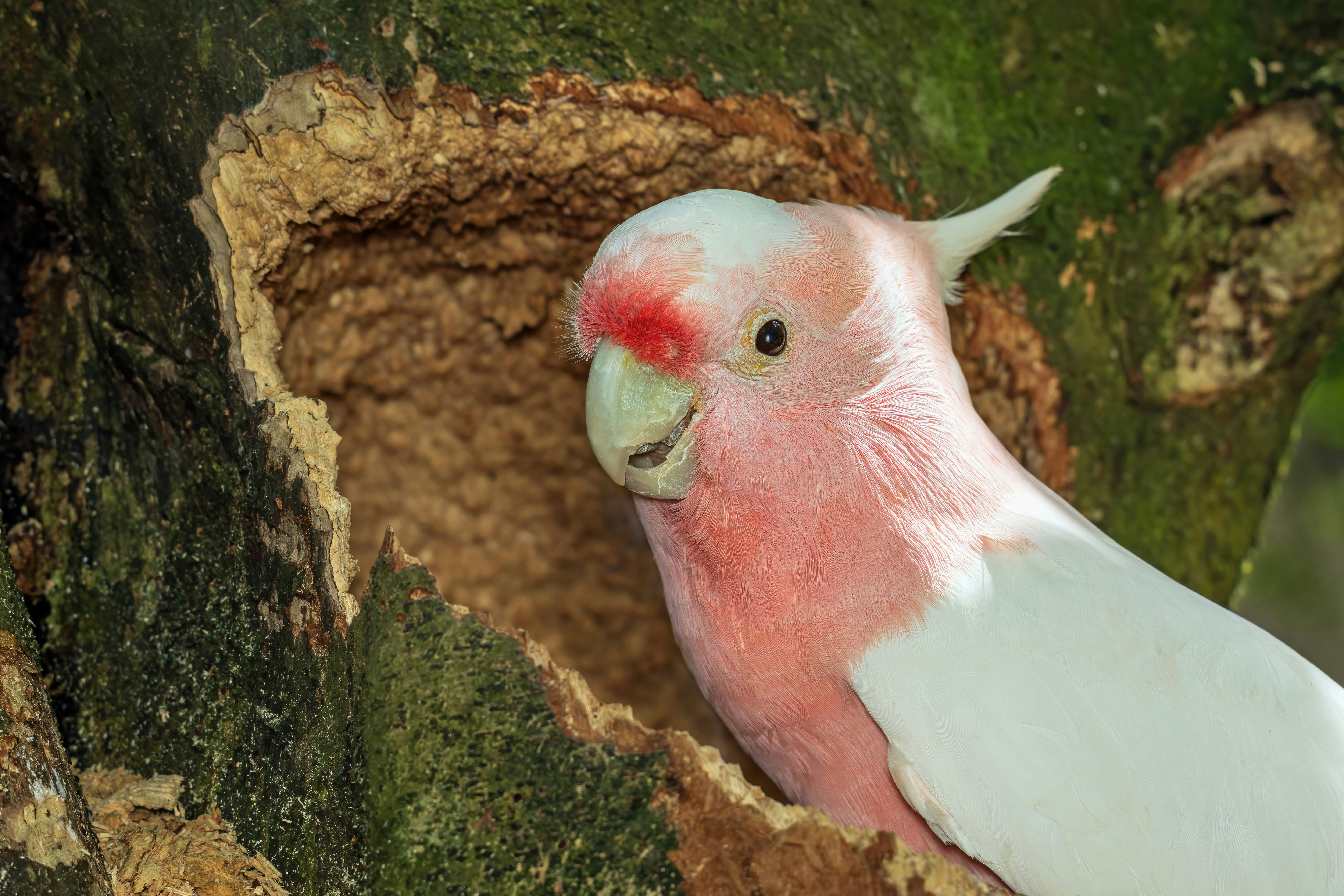 One of a pair of Major Mitchells Cockatoos who have been carving out a nest in a tree trunk using their strong bills.