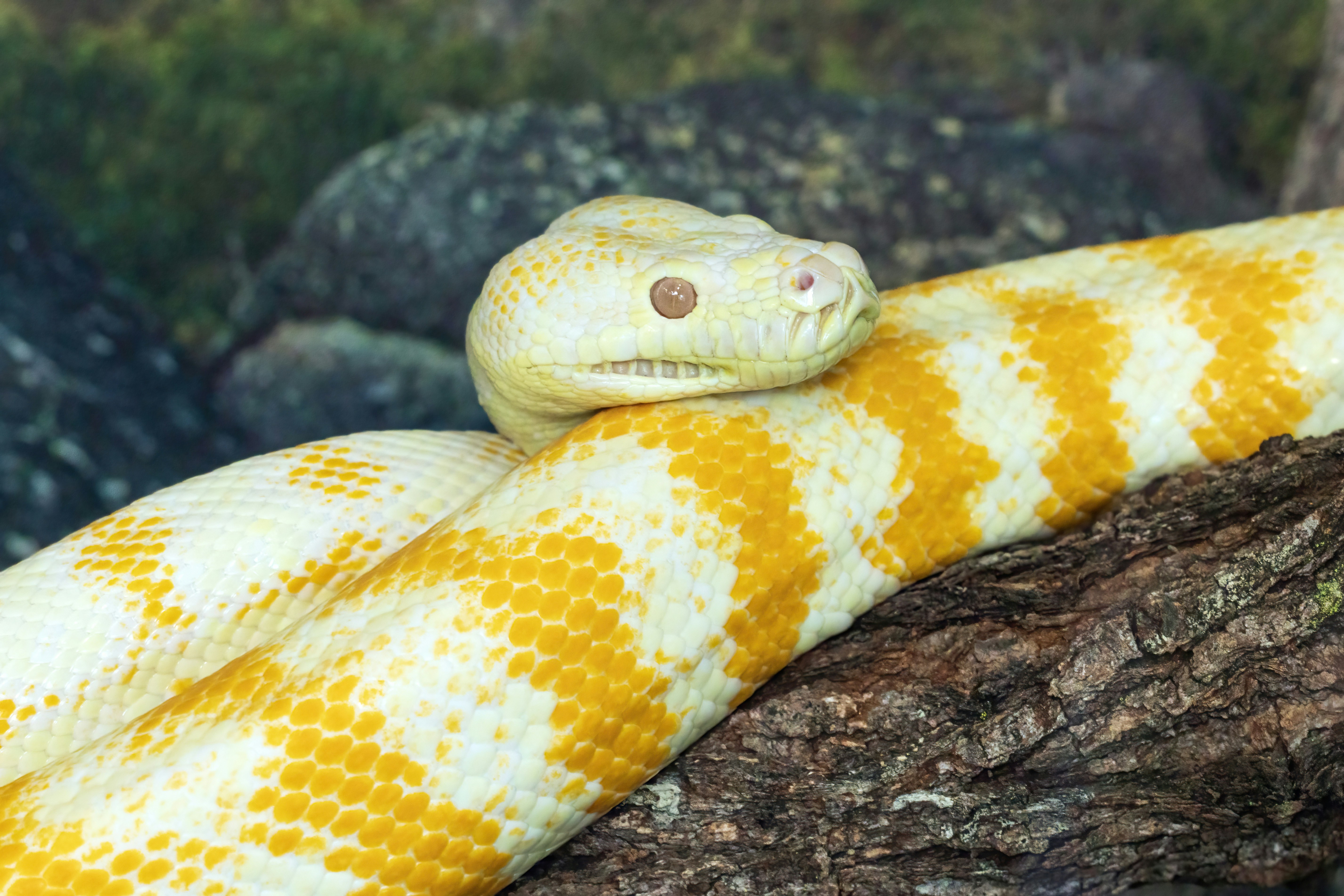 A close up of a yellow and white snake on a branch photo – Free Kuranda ...