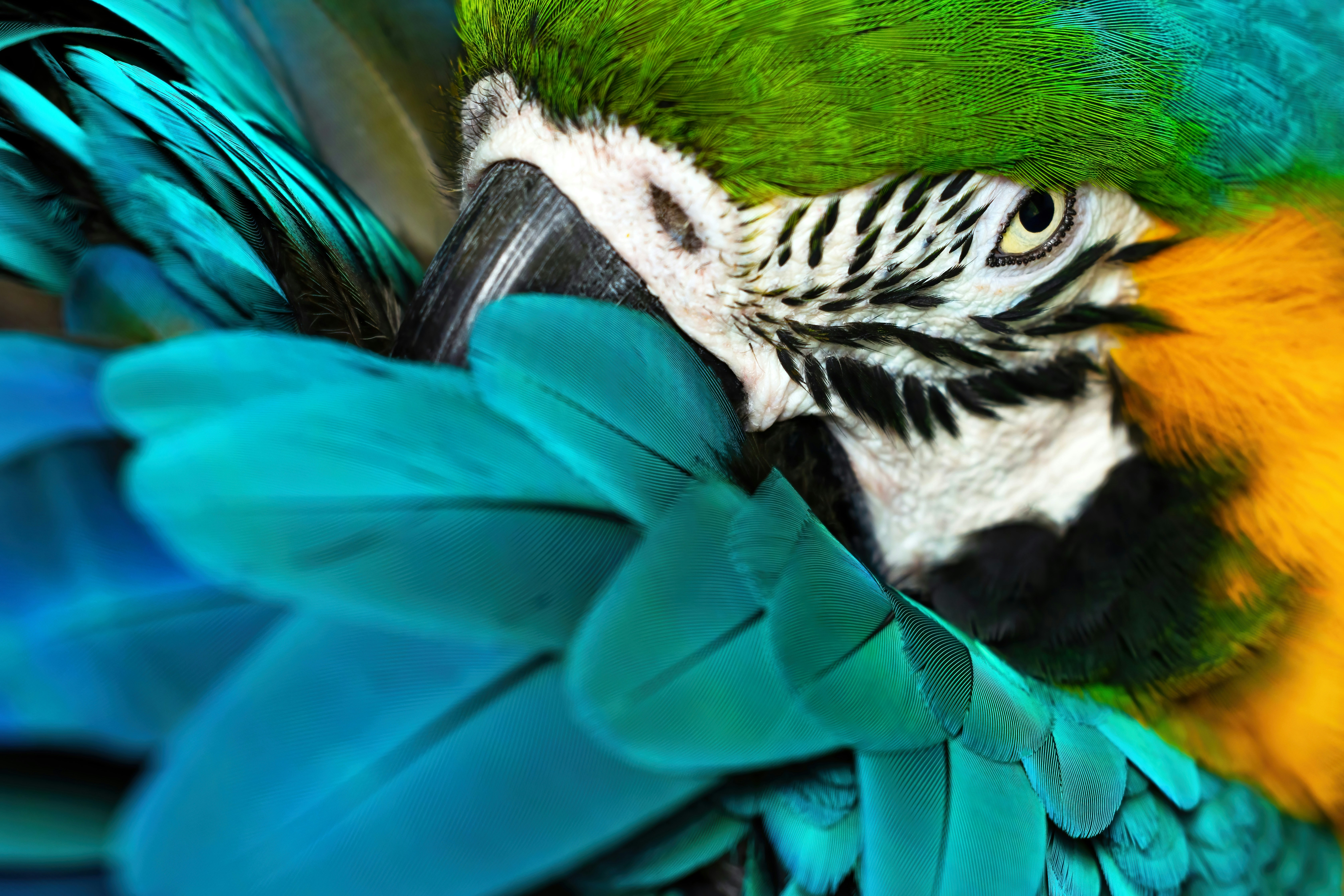 A close up of a colorful bird with feathers photo – Free Animal Image ...