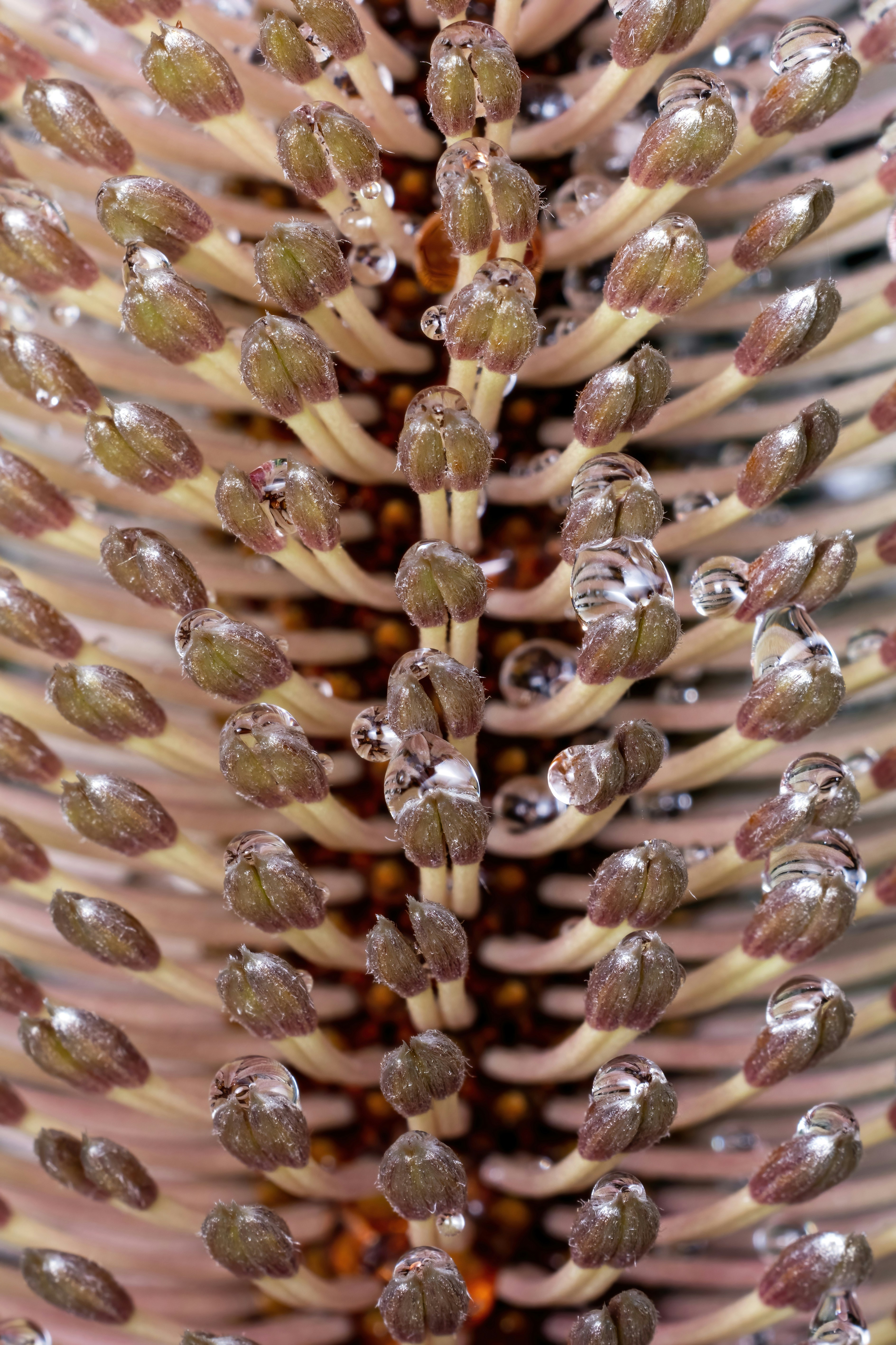 Macro photo of rain drops caught in a flower head of a Banksia. Hinchinbrook Banksia, Banksia plagiocarpa.