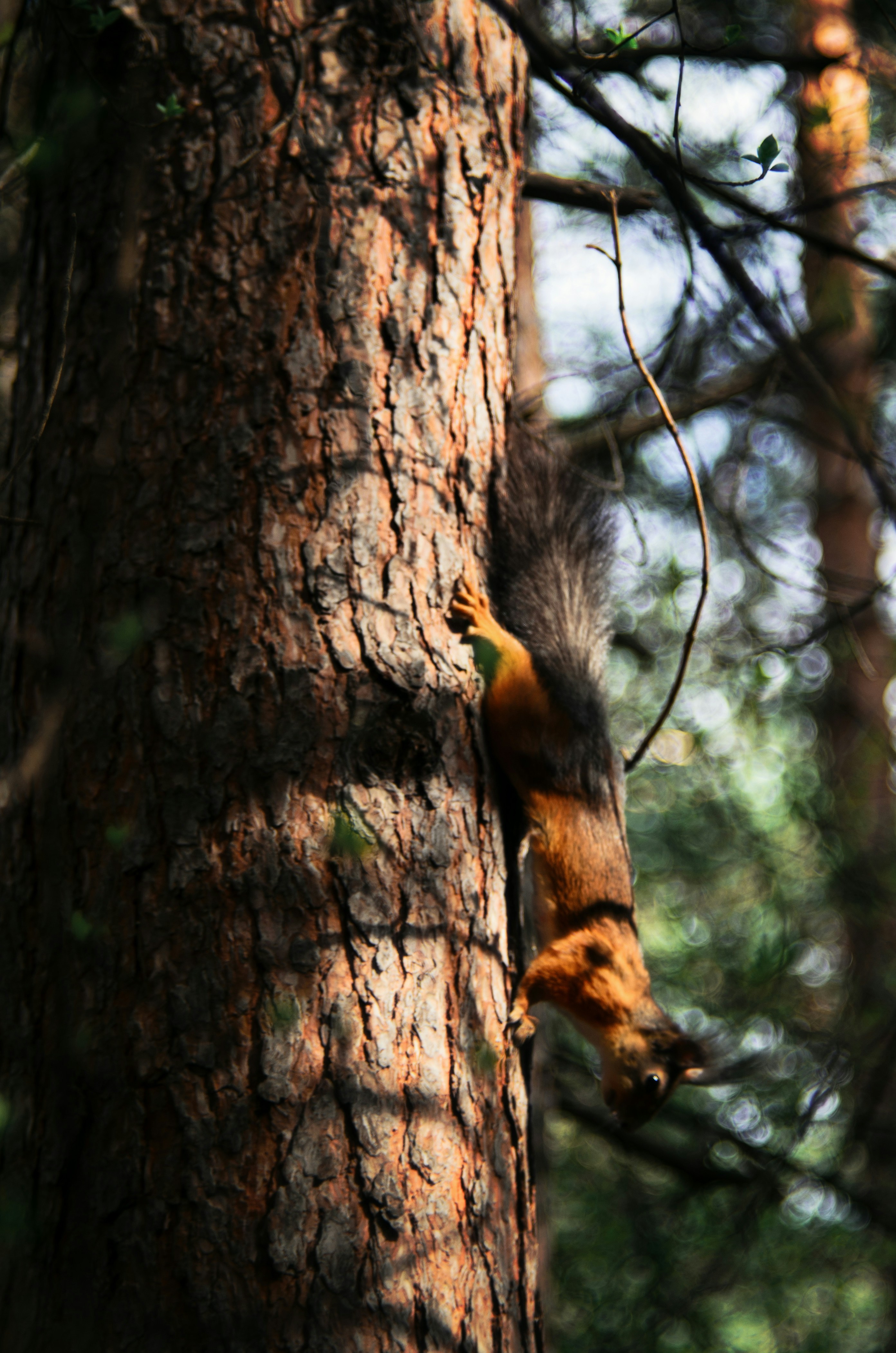 Climbing Squirrel: A Copper Montane Acrobat on Bark