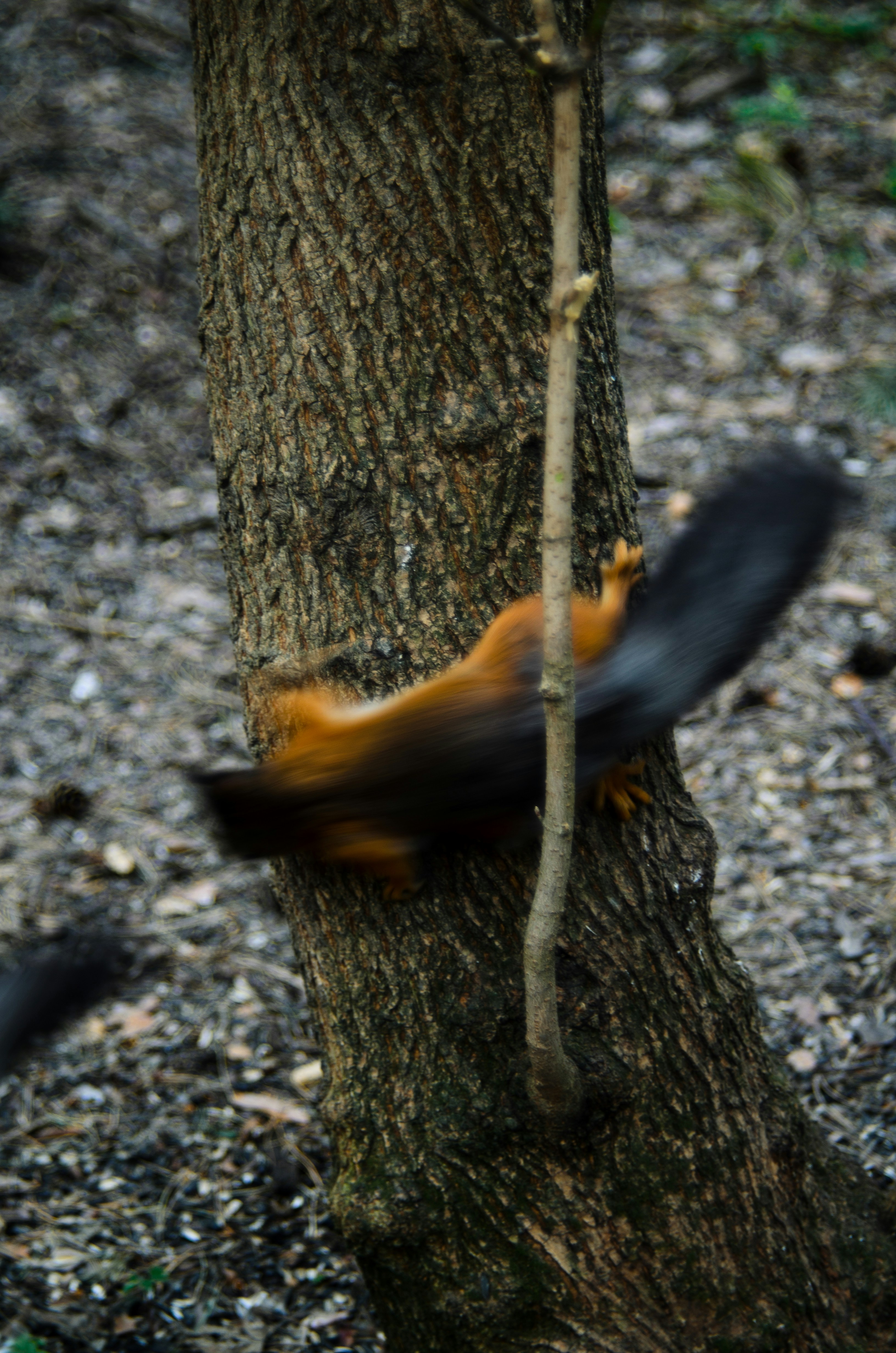 Blurry Red Bird in Motion Around a Tree Trunk