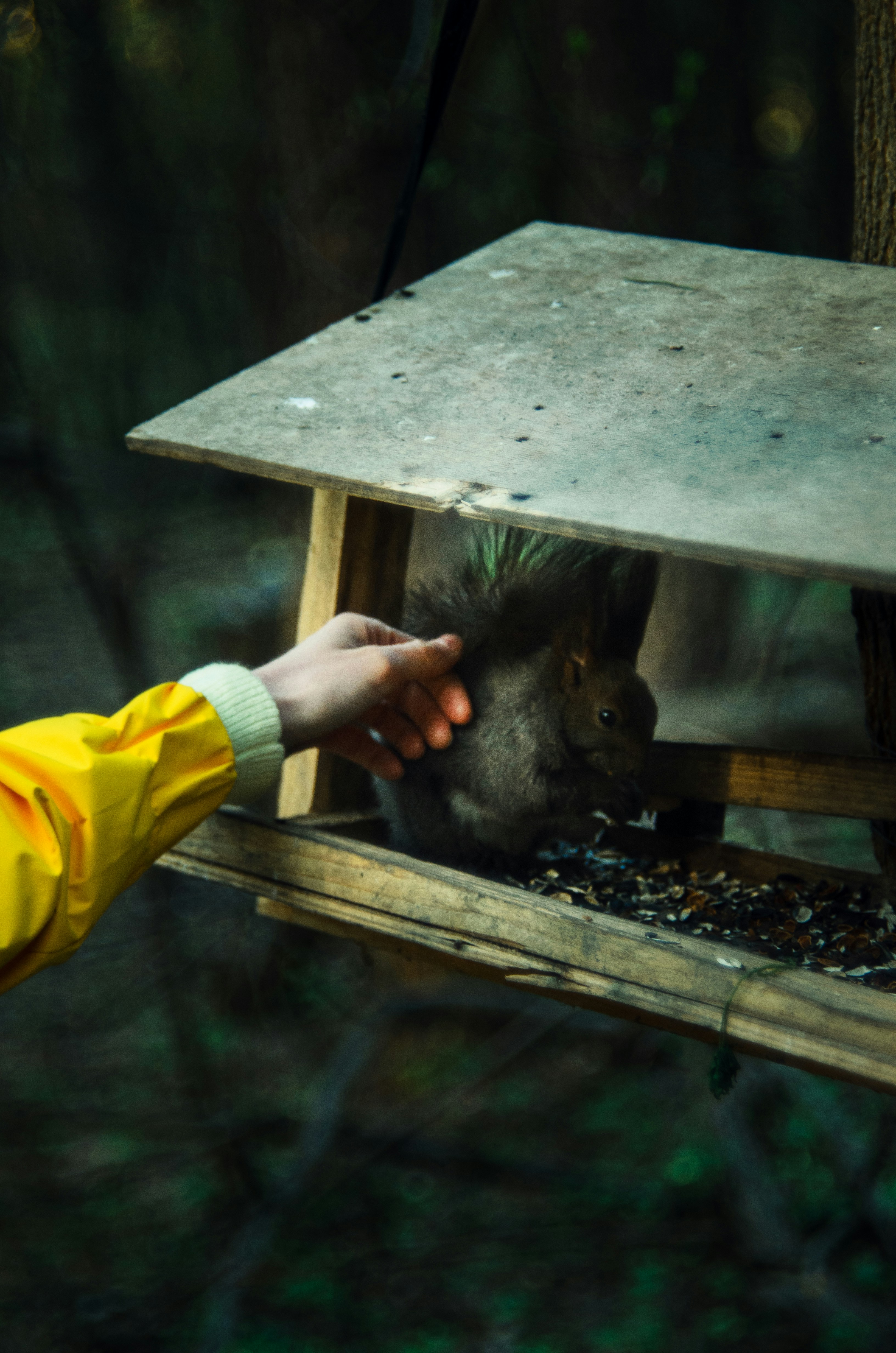 Gentle Hand and a Curious Squirrel at a Weathered Feeder