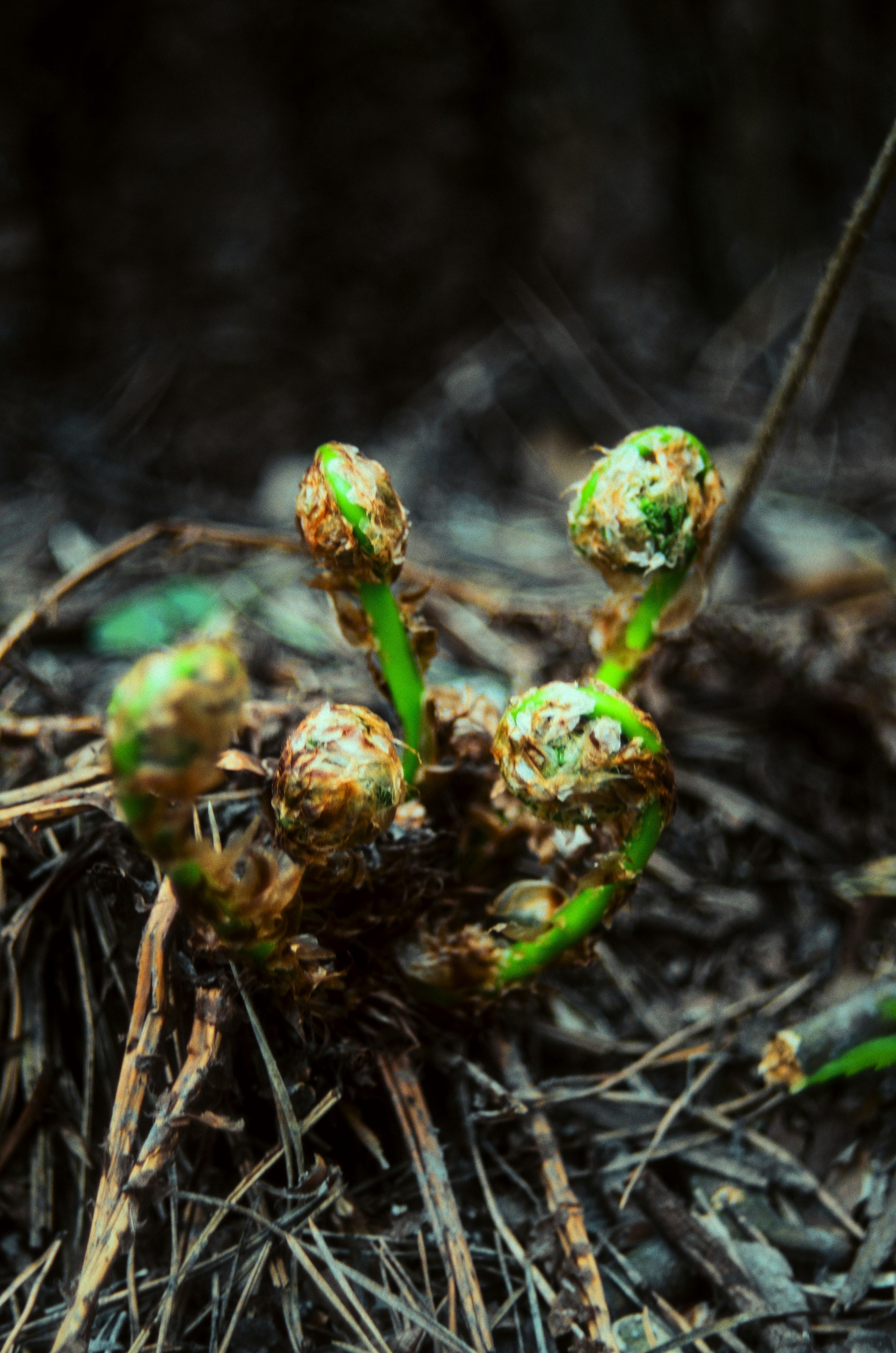 A close up of a plant on the ground photo – Free Bud Image on Unsplash