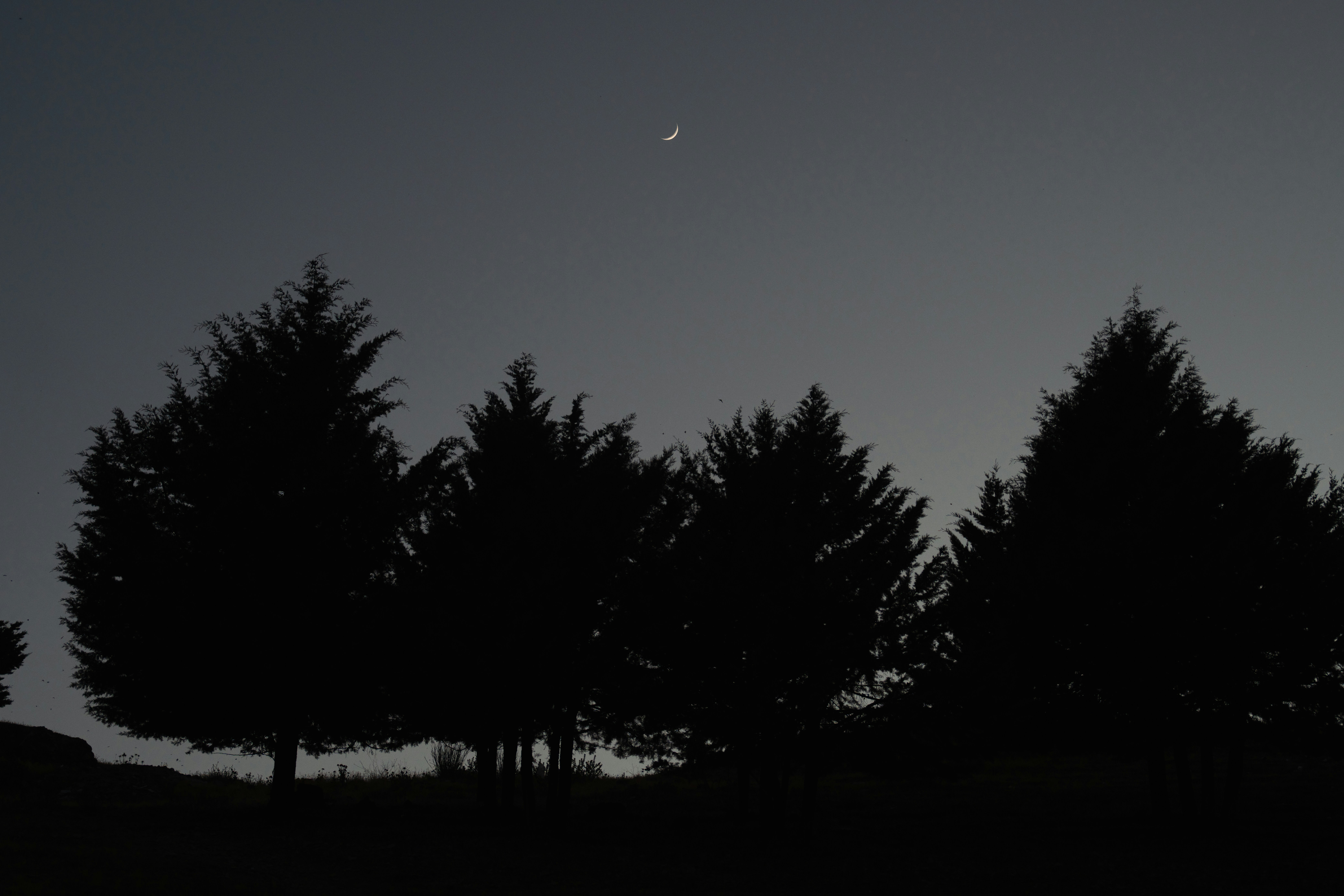 Crescent over the Pines: a quiet silhouette at dusk