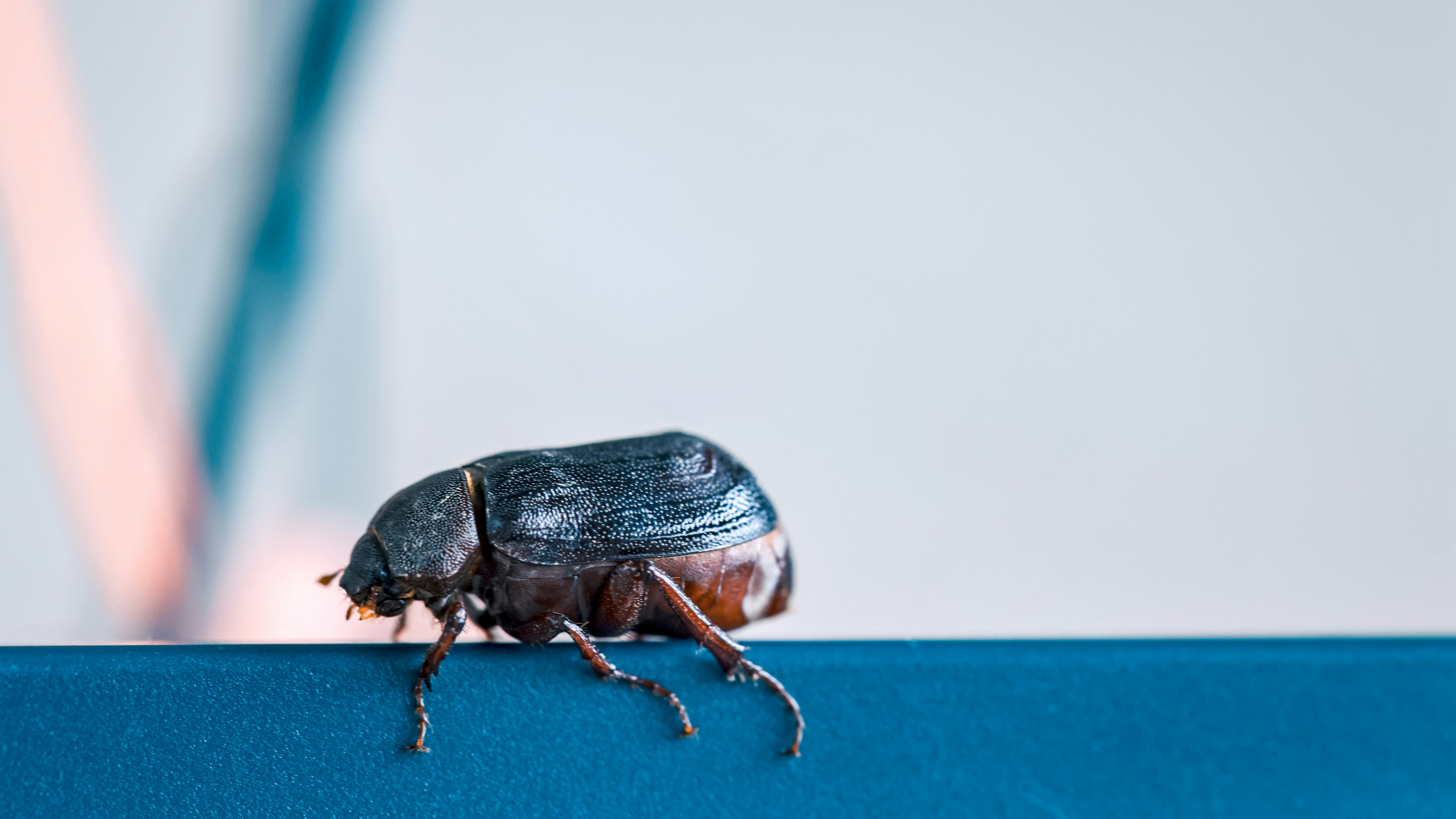 Blue-Edge Trek: a beetle's precise silhouette on a cobalt ledge