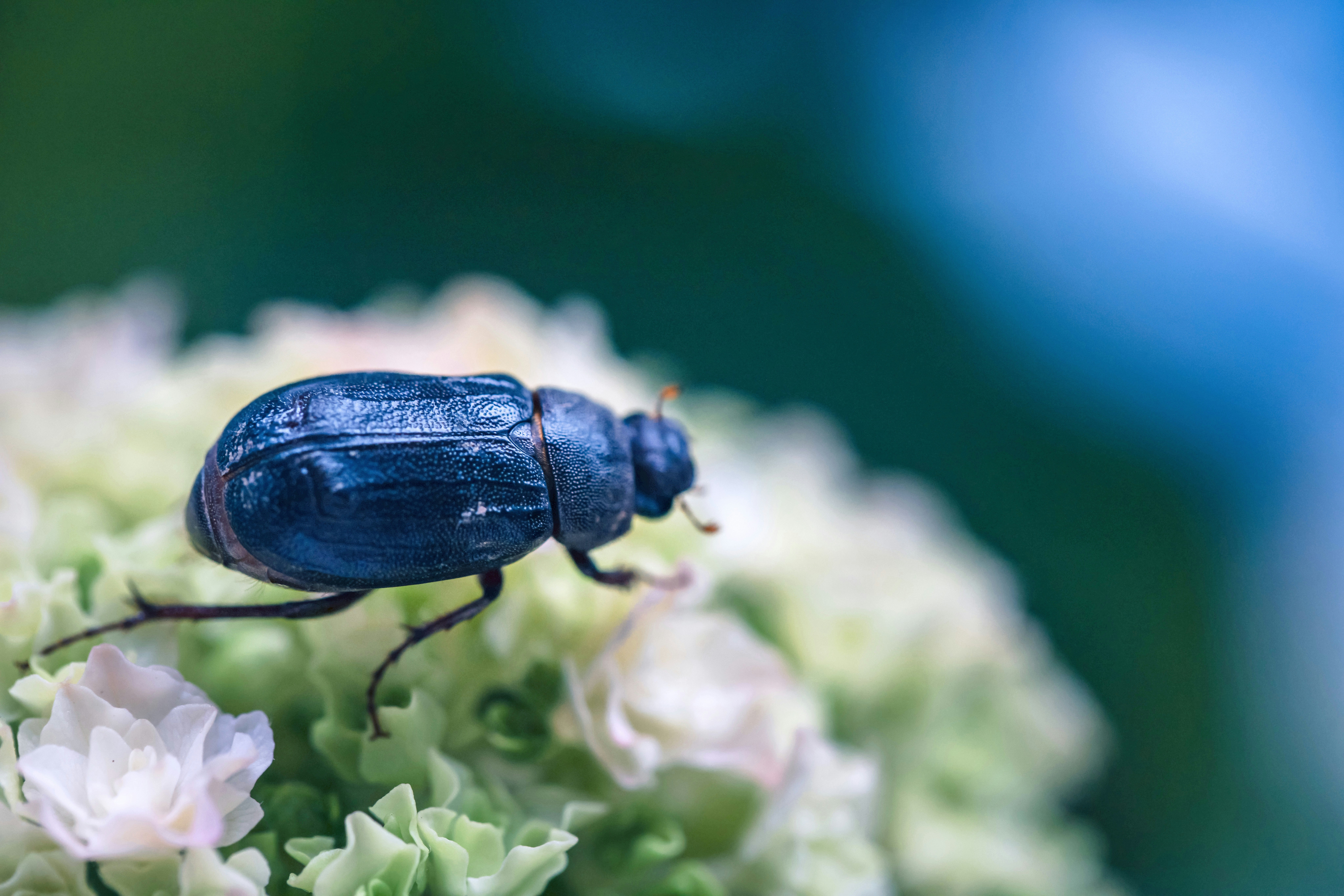 Foto Un insecto azul sentado encima de una flor blanca – Imagen Animal ...
