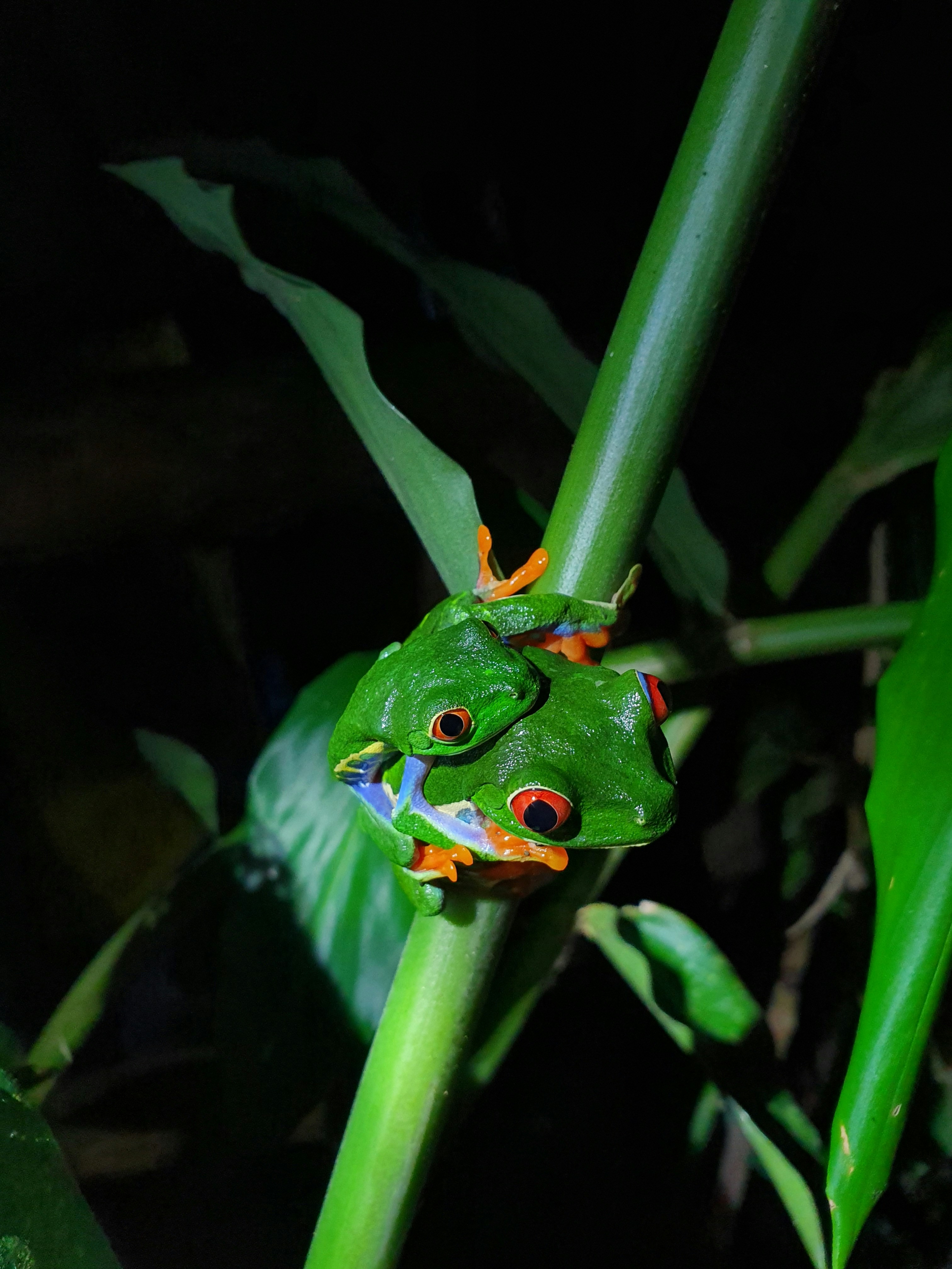 Emerald Climber: Night Macro of a Poison Dart Frog on a Bright Stem