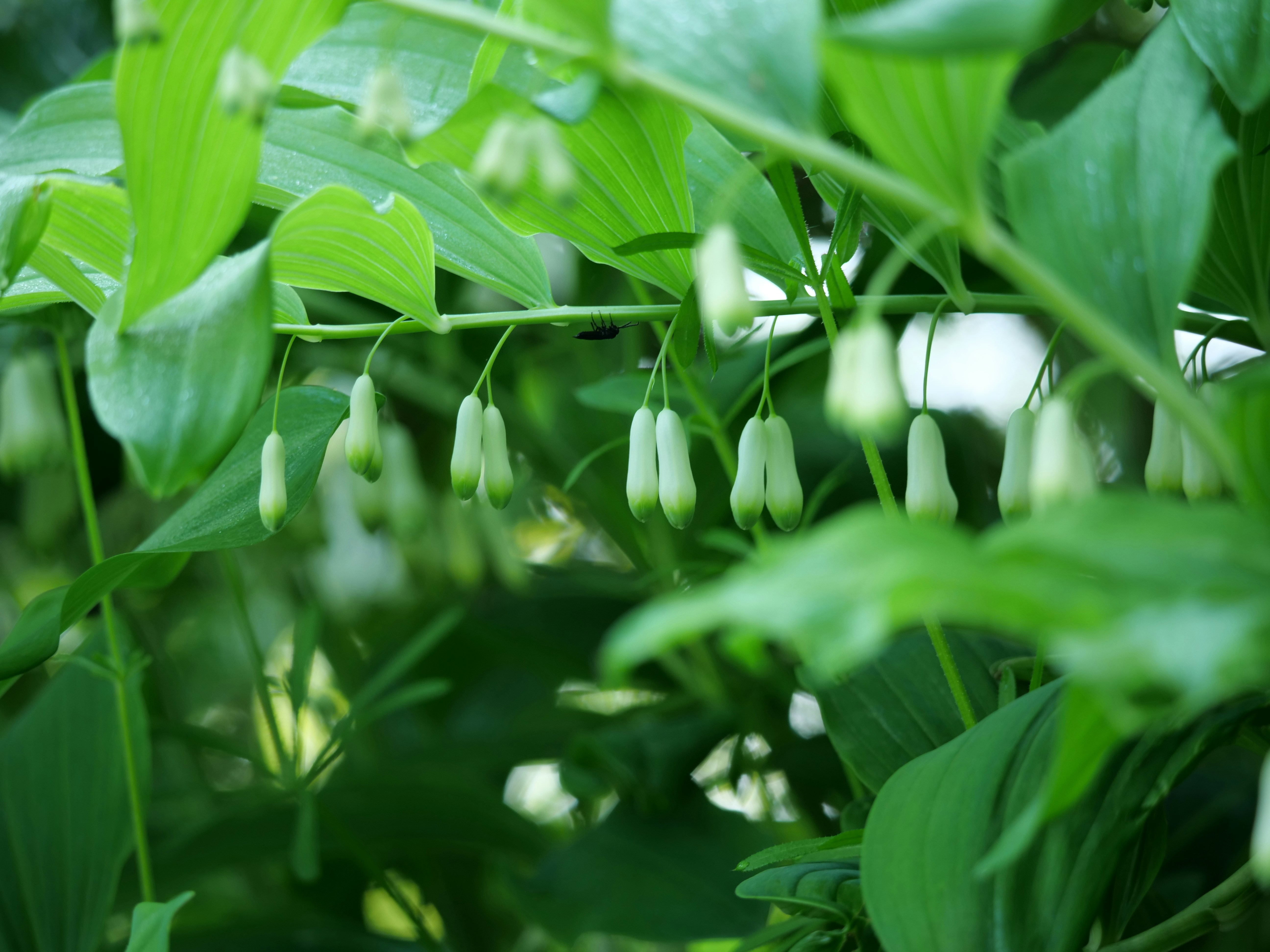 Verdant Pendants: pale-green seed pods along a sunlit vine