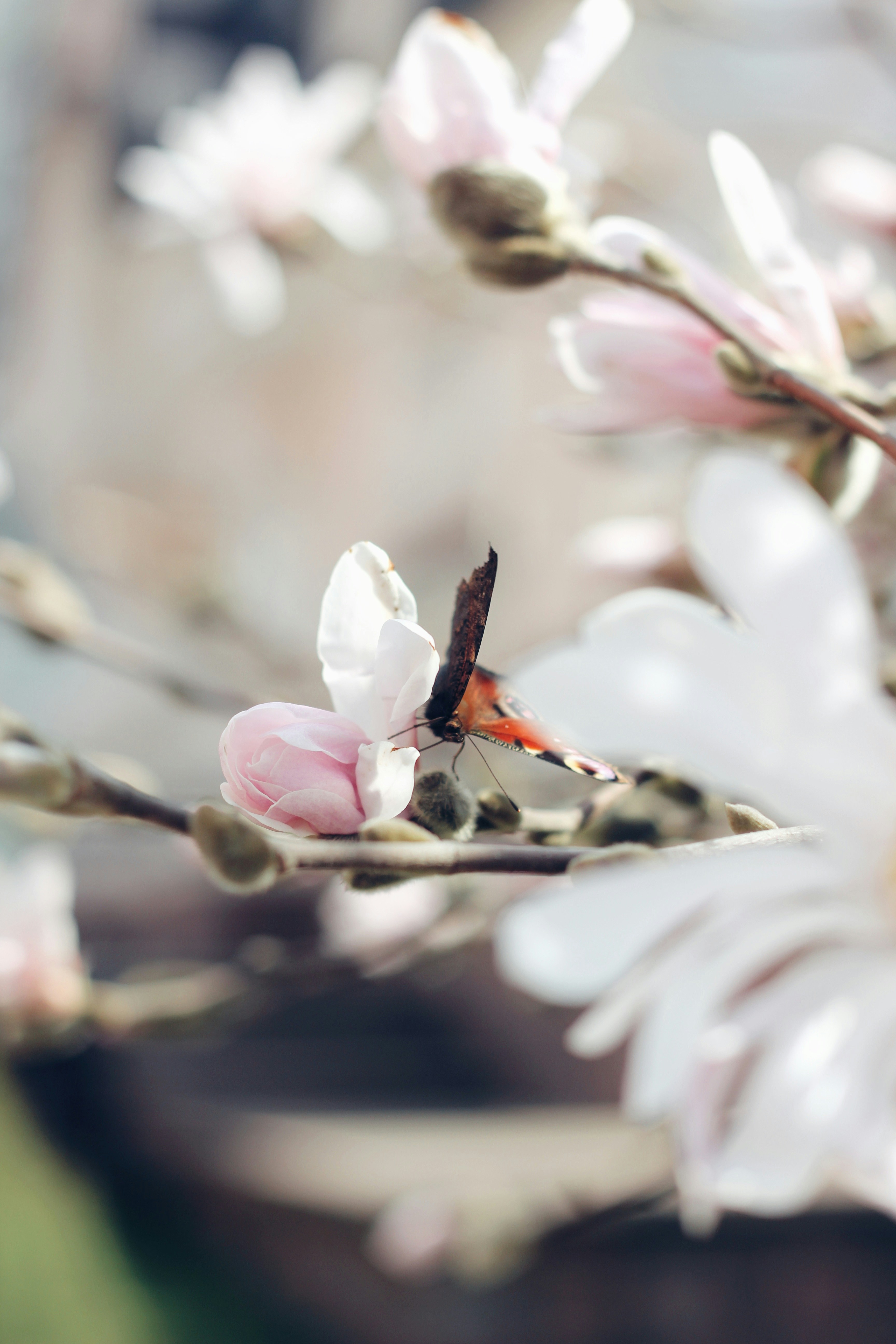 Blossom’s Glow: A Dragonfly Resting on Pink Petals