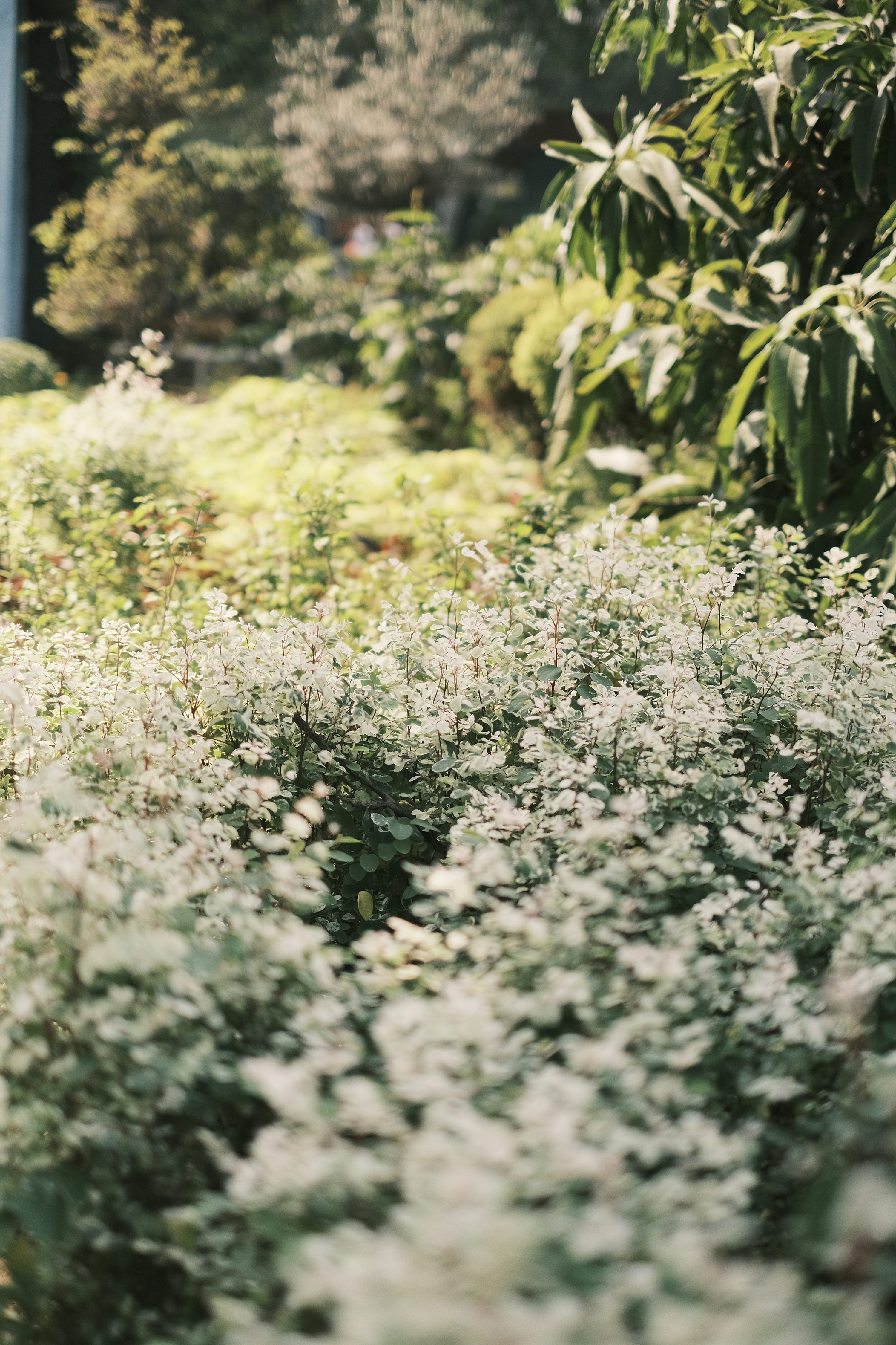 Un bouquet de fleurs blanches dans un jardin photo – Image gratuite de ... Un bouquet de fleurs blanches dans un jardin photo – Image gratuite de ...
