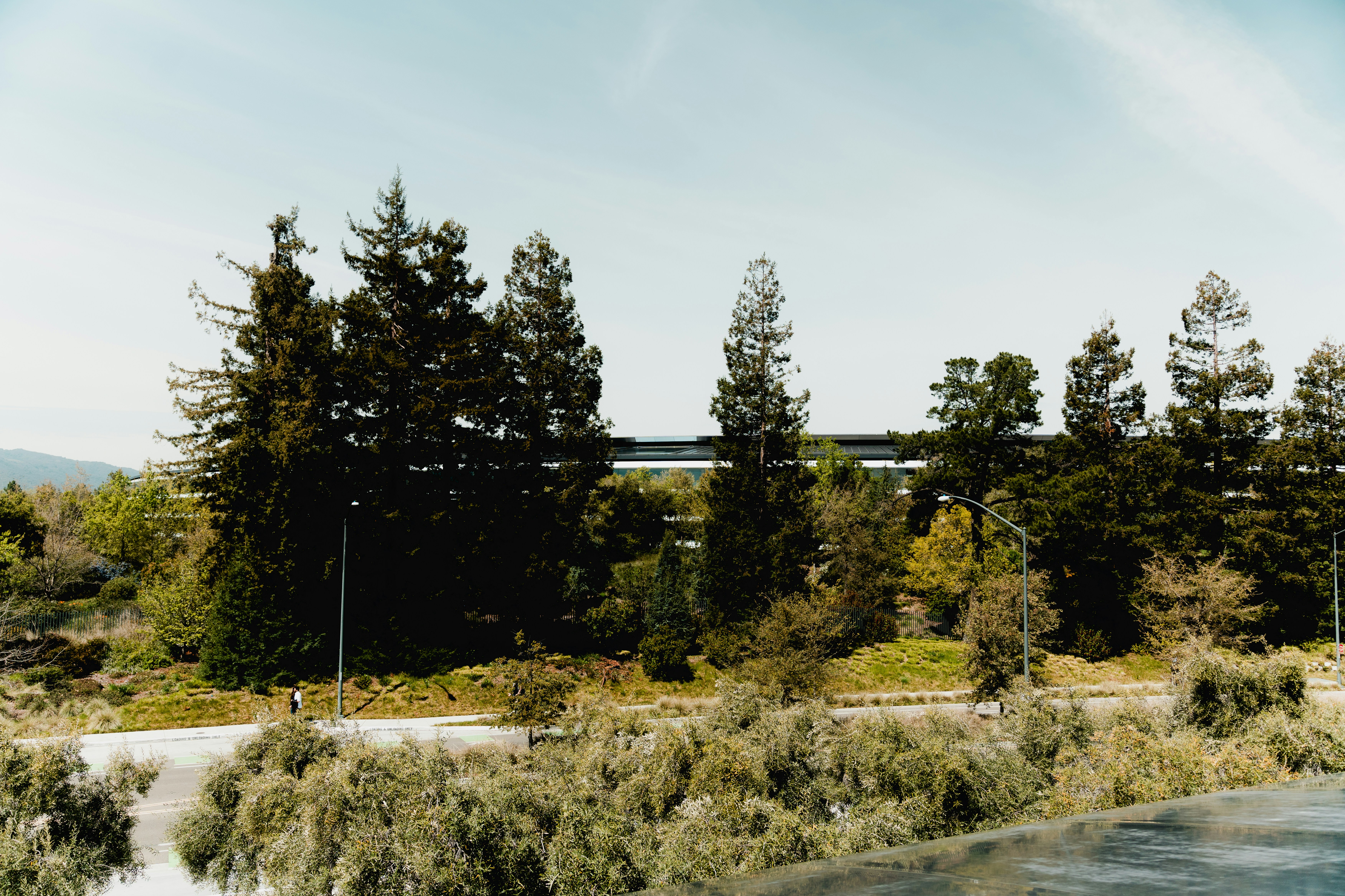 Apple Park | a river running through a lush green forest