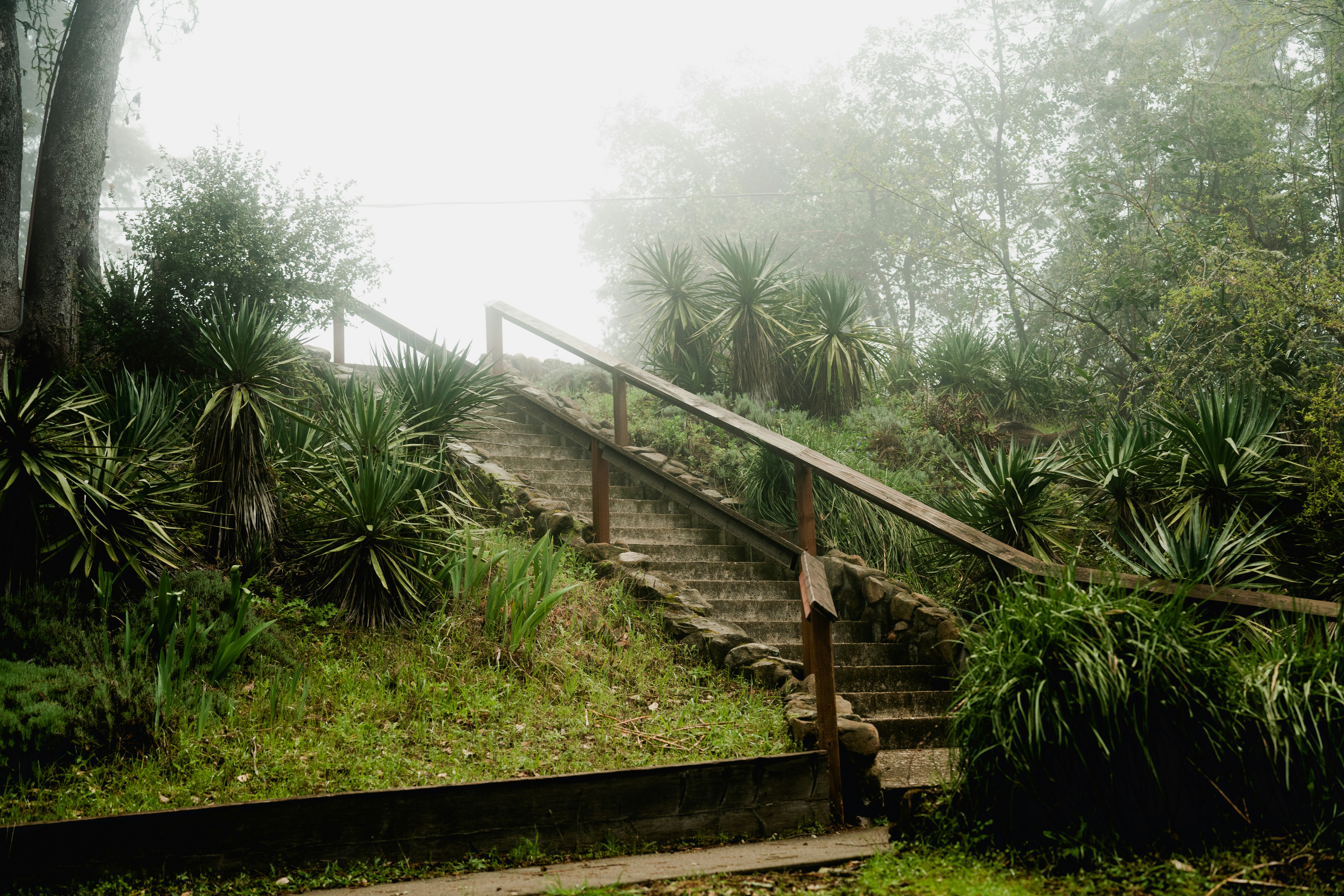 Mist-veiled Steps Amid Spiky Greenery