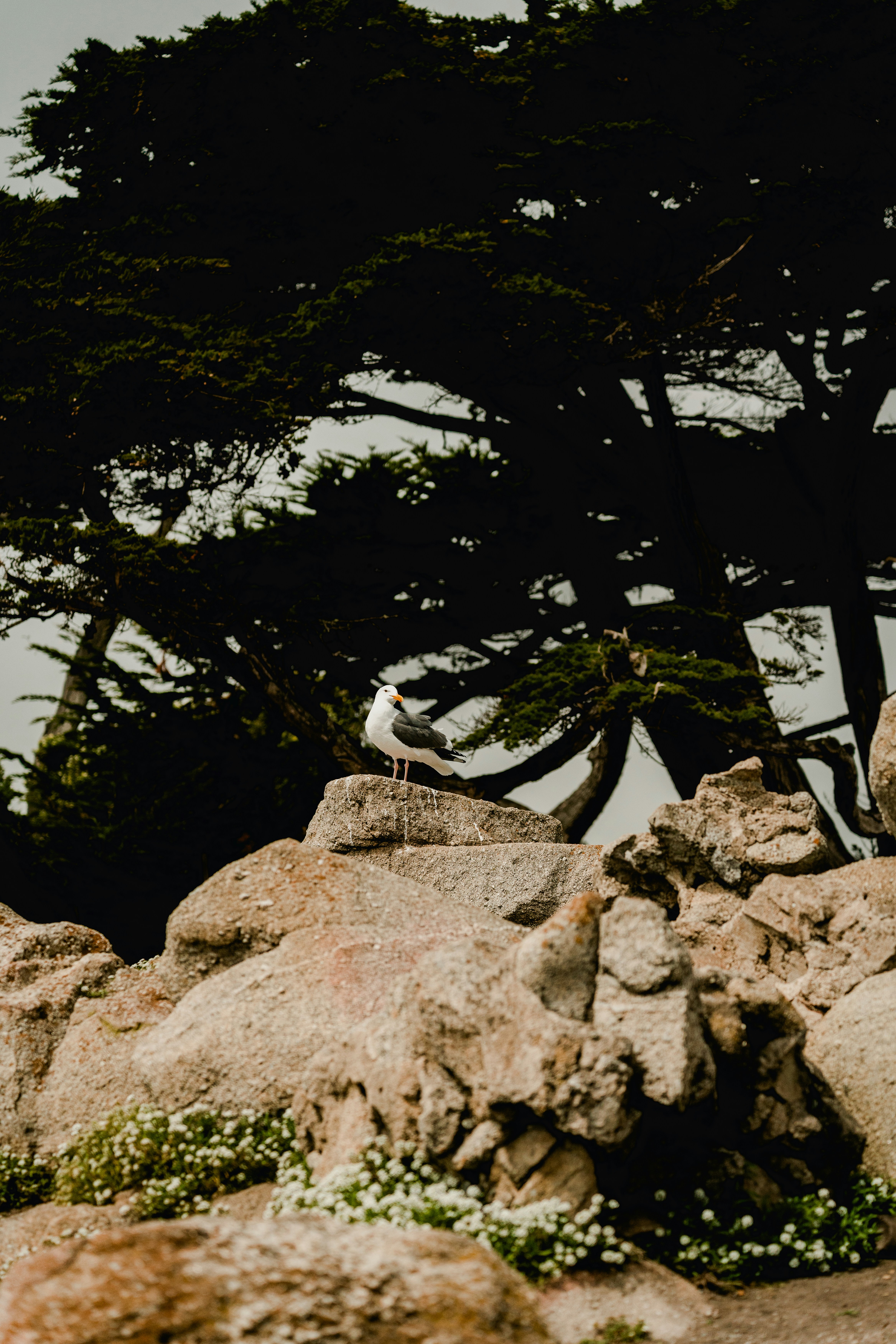 Seagull on Weathered Granite Among Shadowed Pines