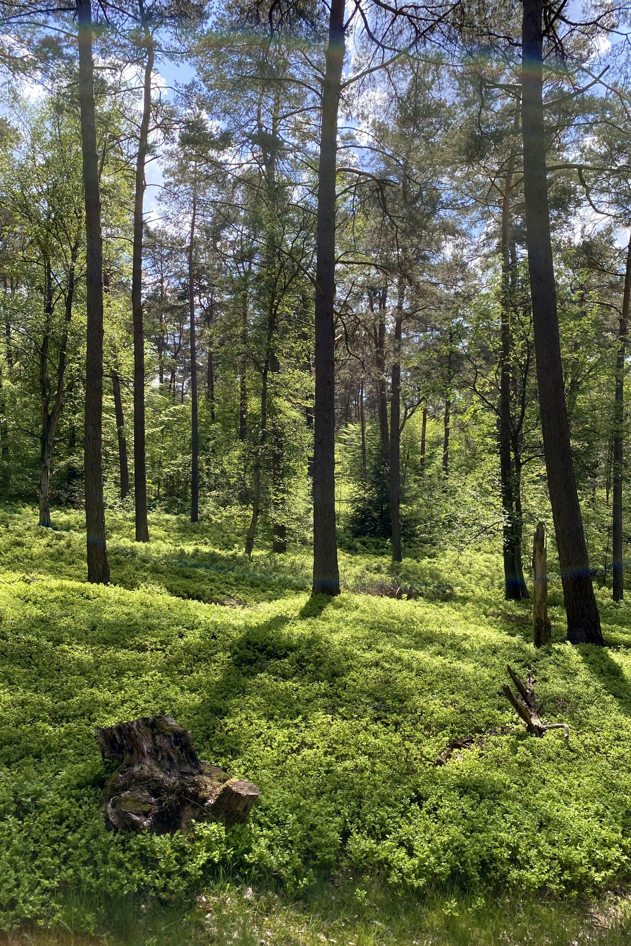 Pine Cathedral in a Sunlit Emerald Forest