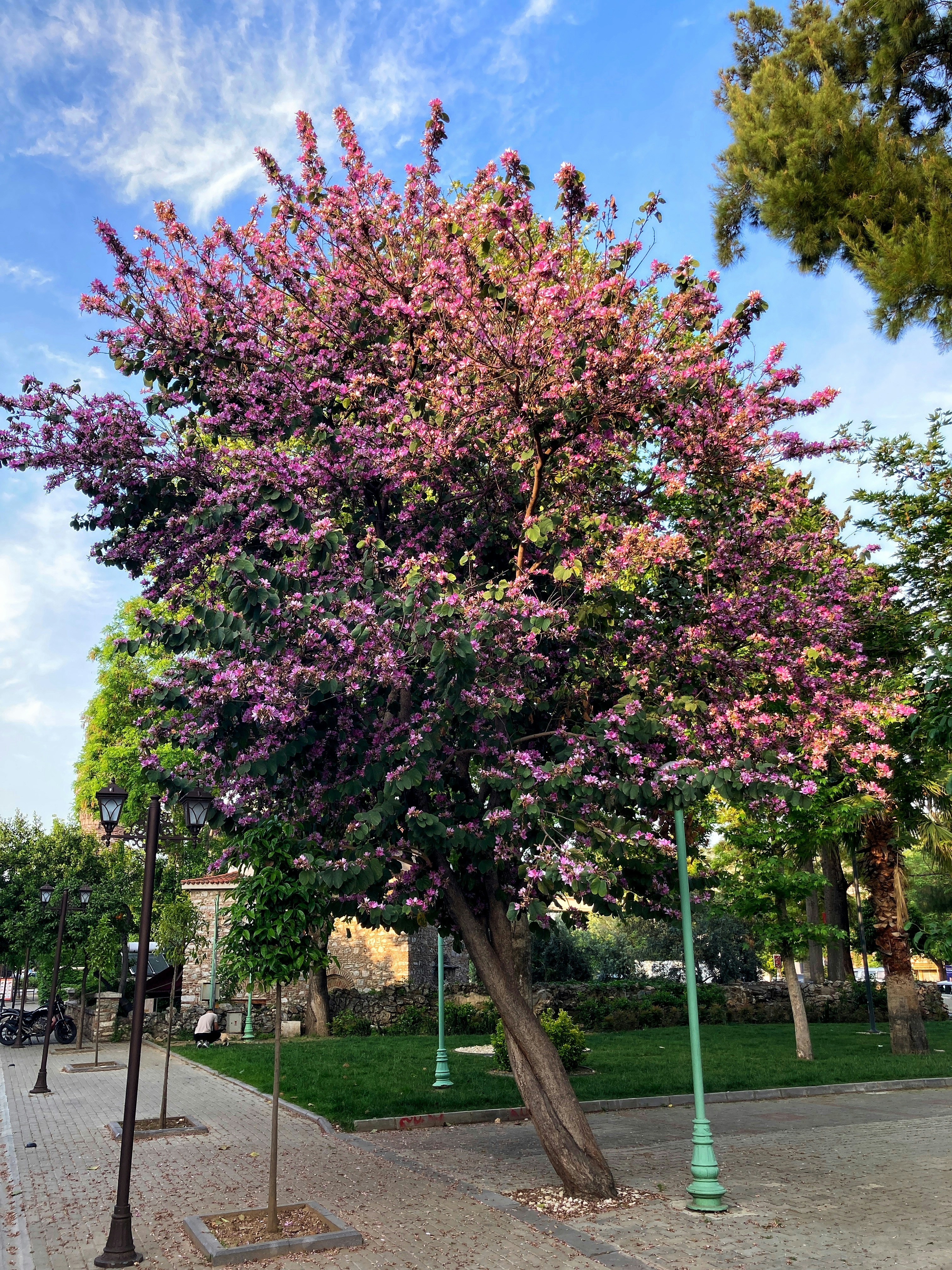 Pink Blossom Crowned Tree Beneath a Blue Sky in a Quiet Urban Park