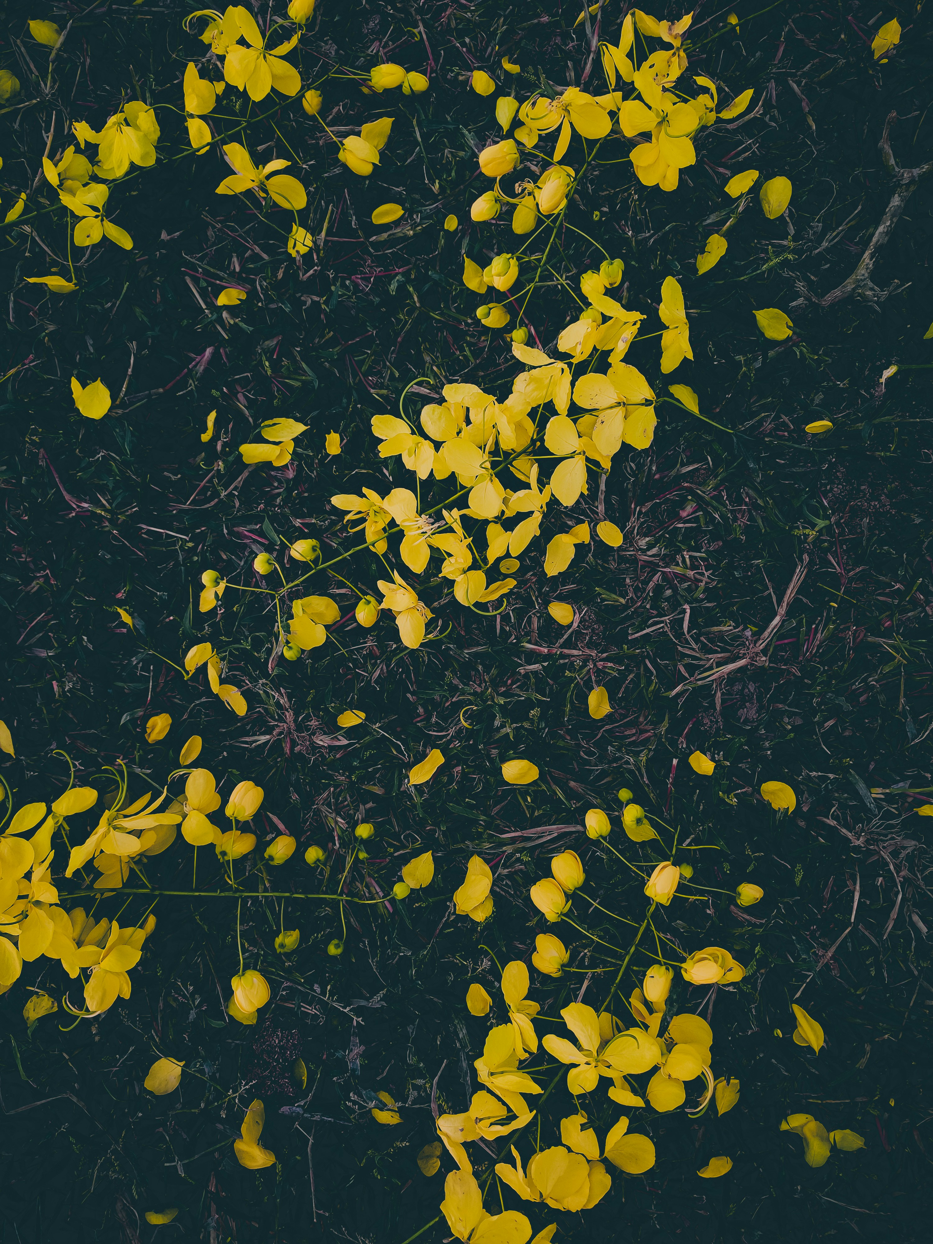 Scattered yellow flower petals blanket the dark earth, creating a striking contrast that highlights nature's delicate beauty.