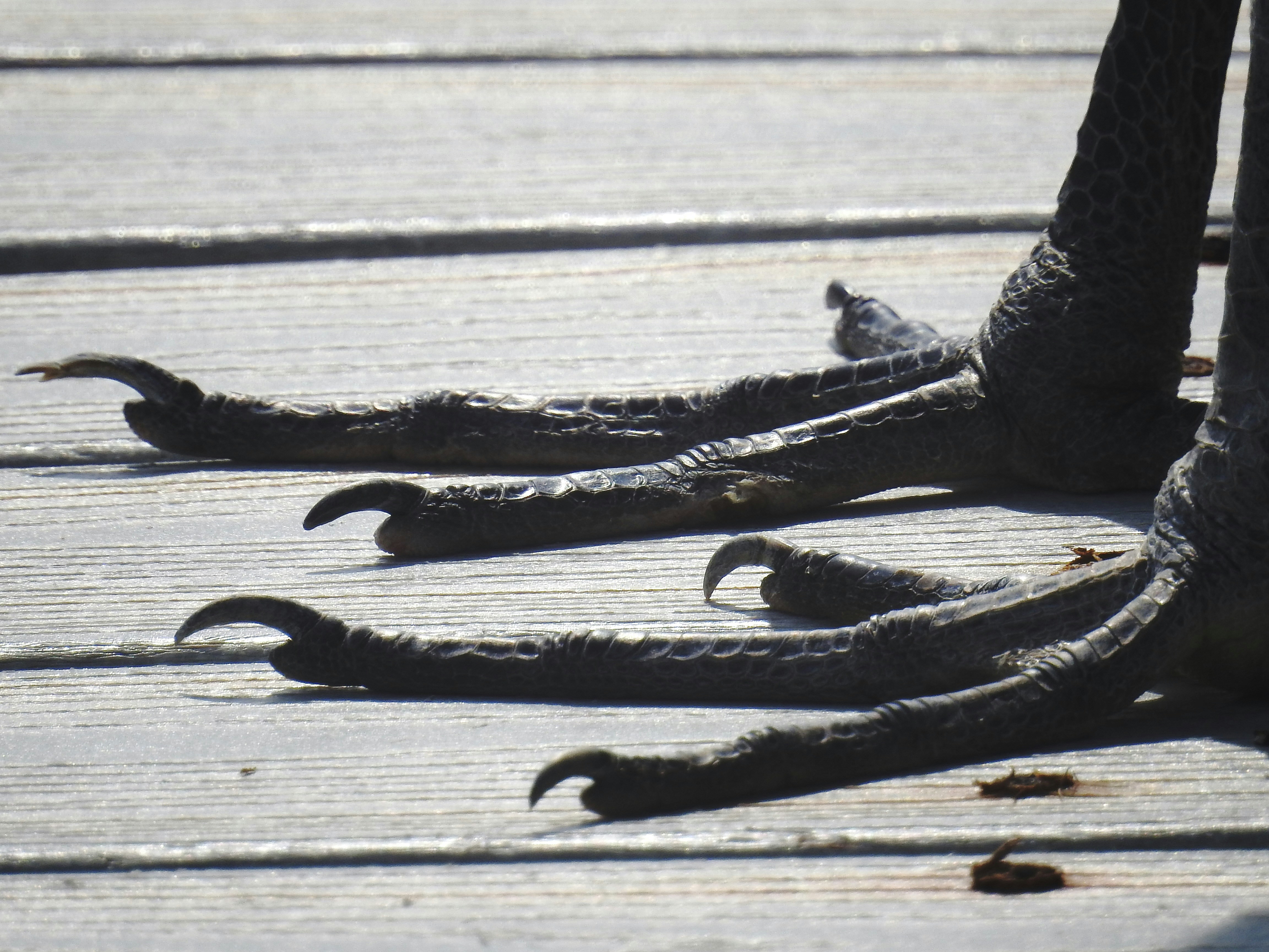 Close-Up of Black Talons Resting on Sunlit Weathered Deck