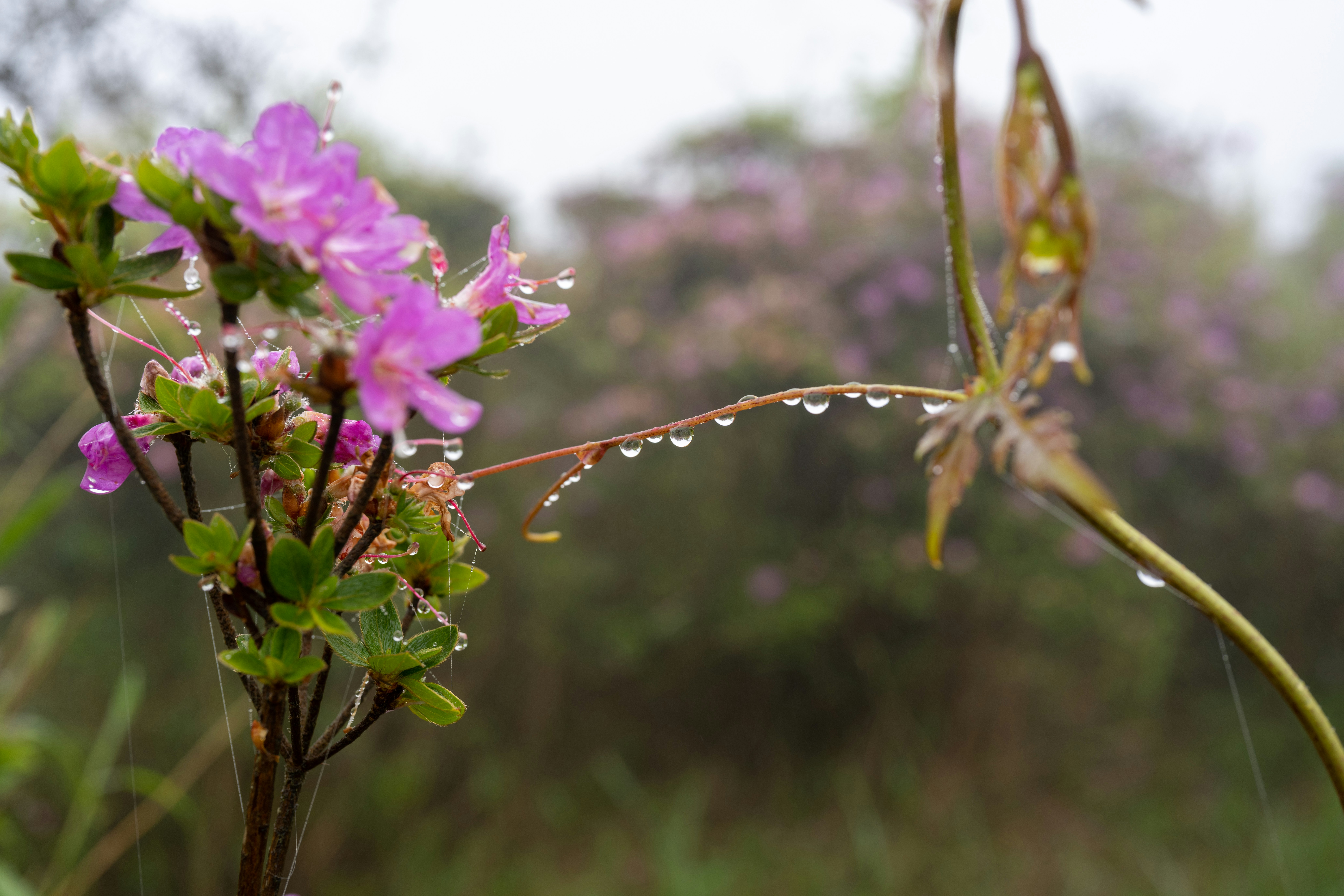 Dew-Kissed Azalea: A Close-Up in Morning Mist