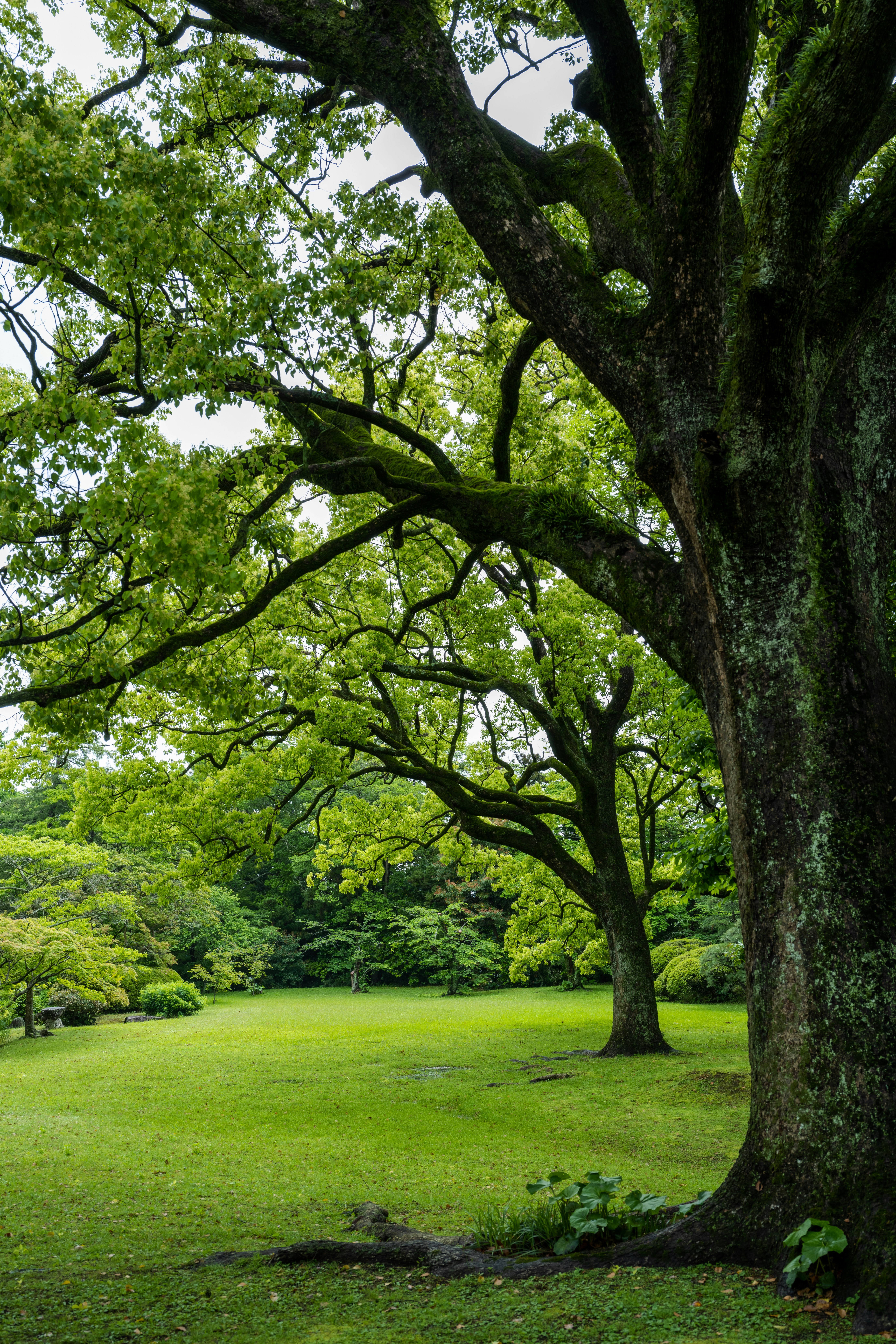 A large tree sitting in the middle of a lush green park photo – Free ...