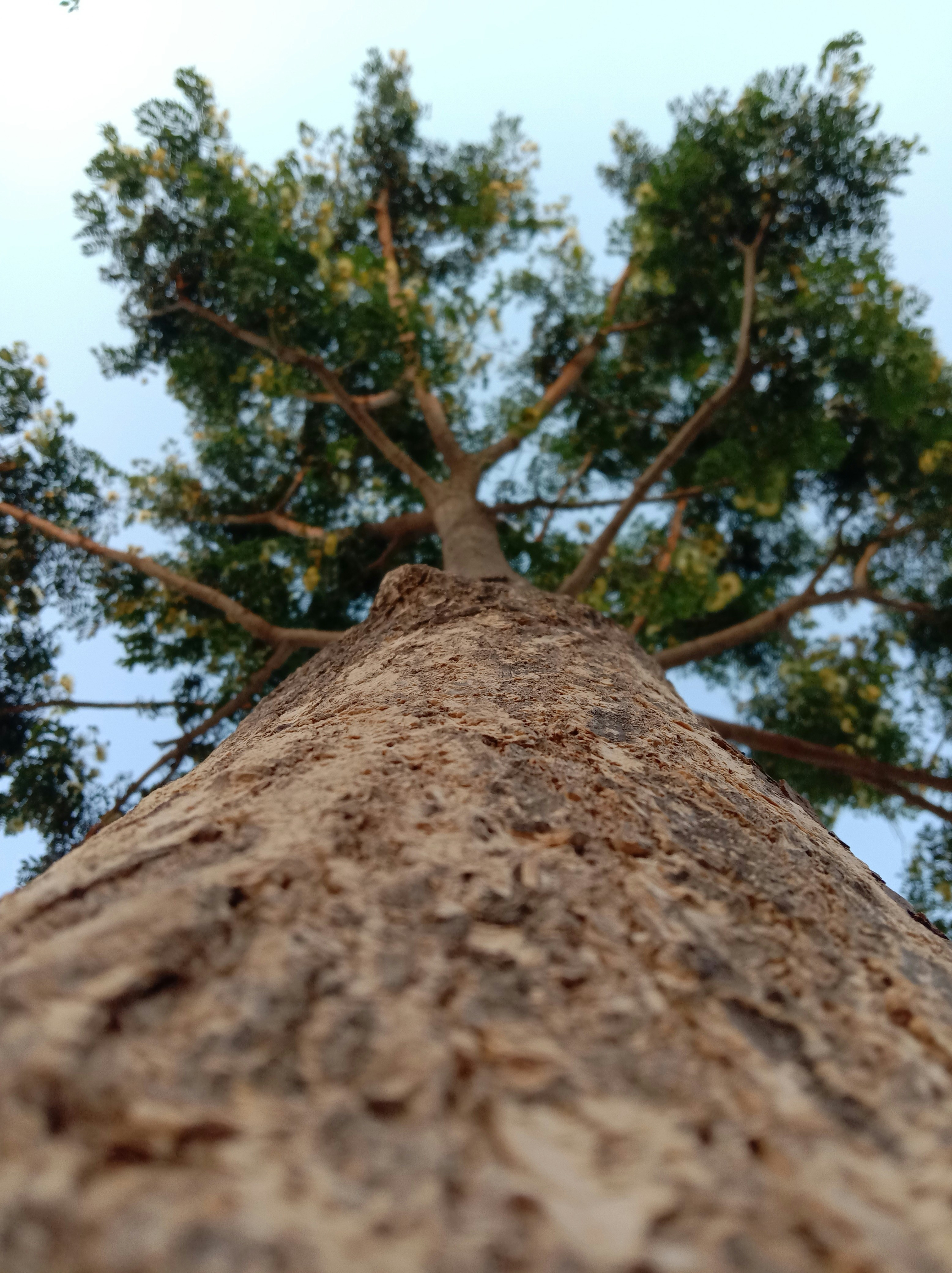 A towering tree viewed from the base, showcasing its textured bark and lush green canopy against a clear sky.