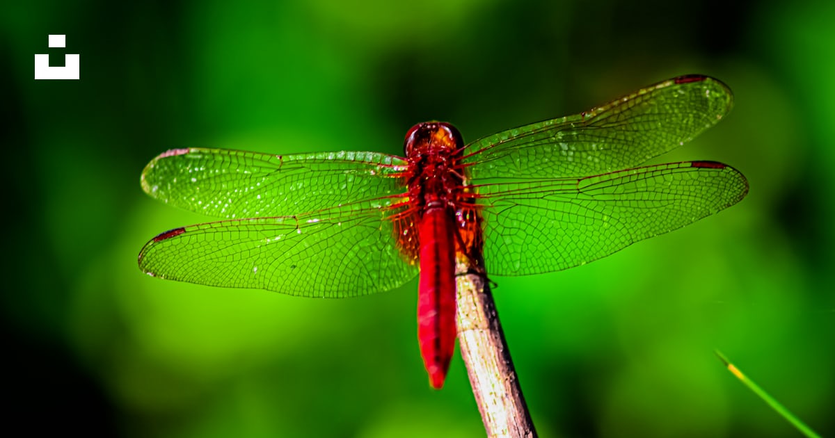 A Red Dragonfly Sitting On Top Of A Plant Photo Free Red Dragonfly a-red-dragonfly-sitting-on-top-of-a-plant-photo-free-red-dragonfly