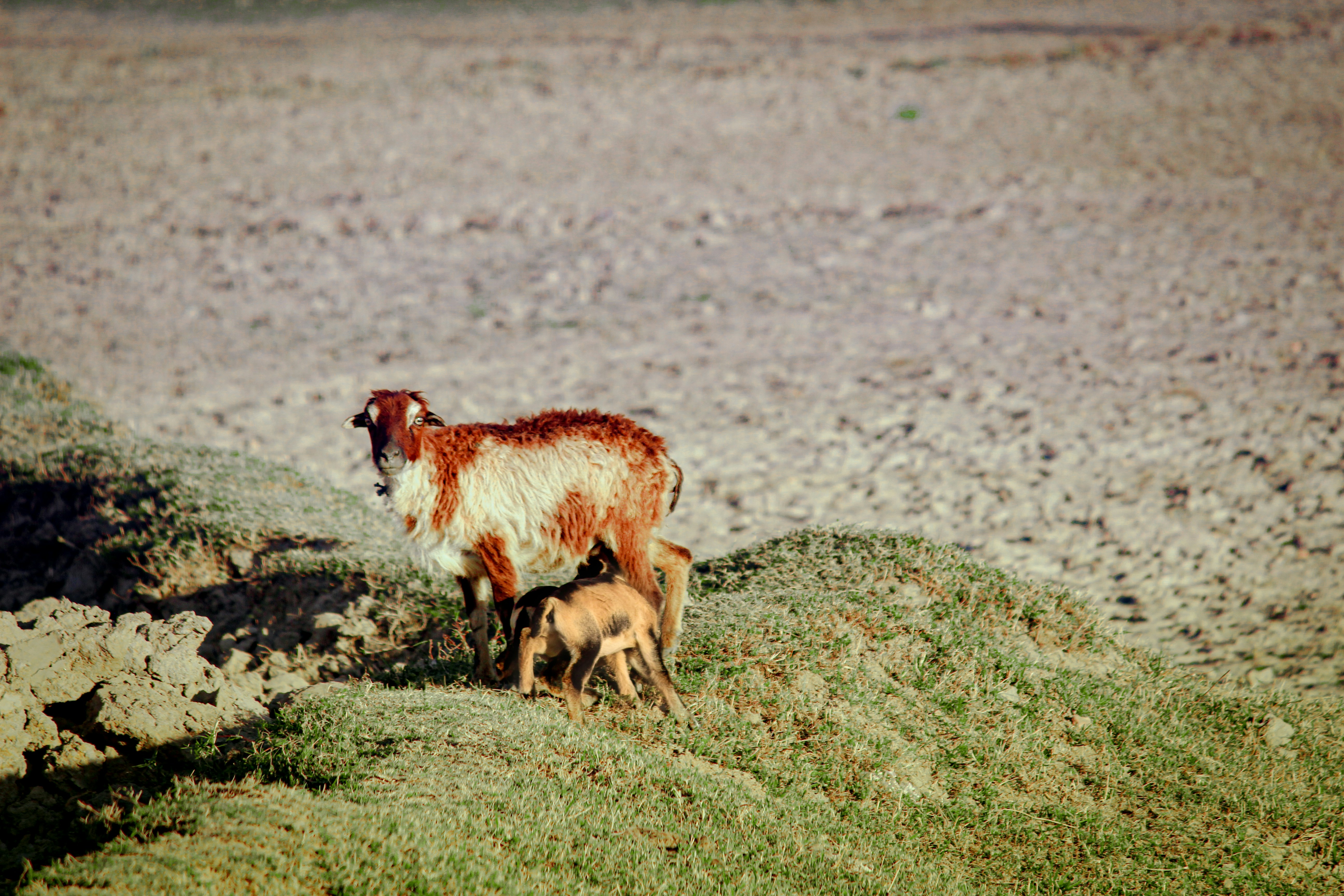 Harmony in the Arid Landscape