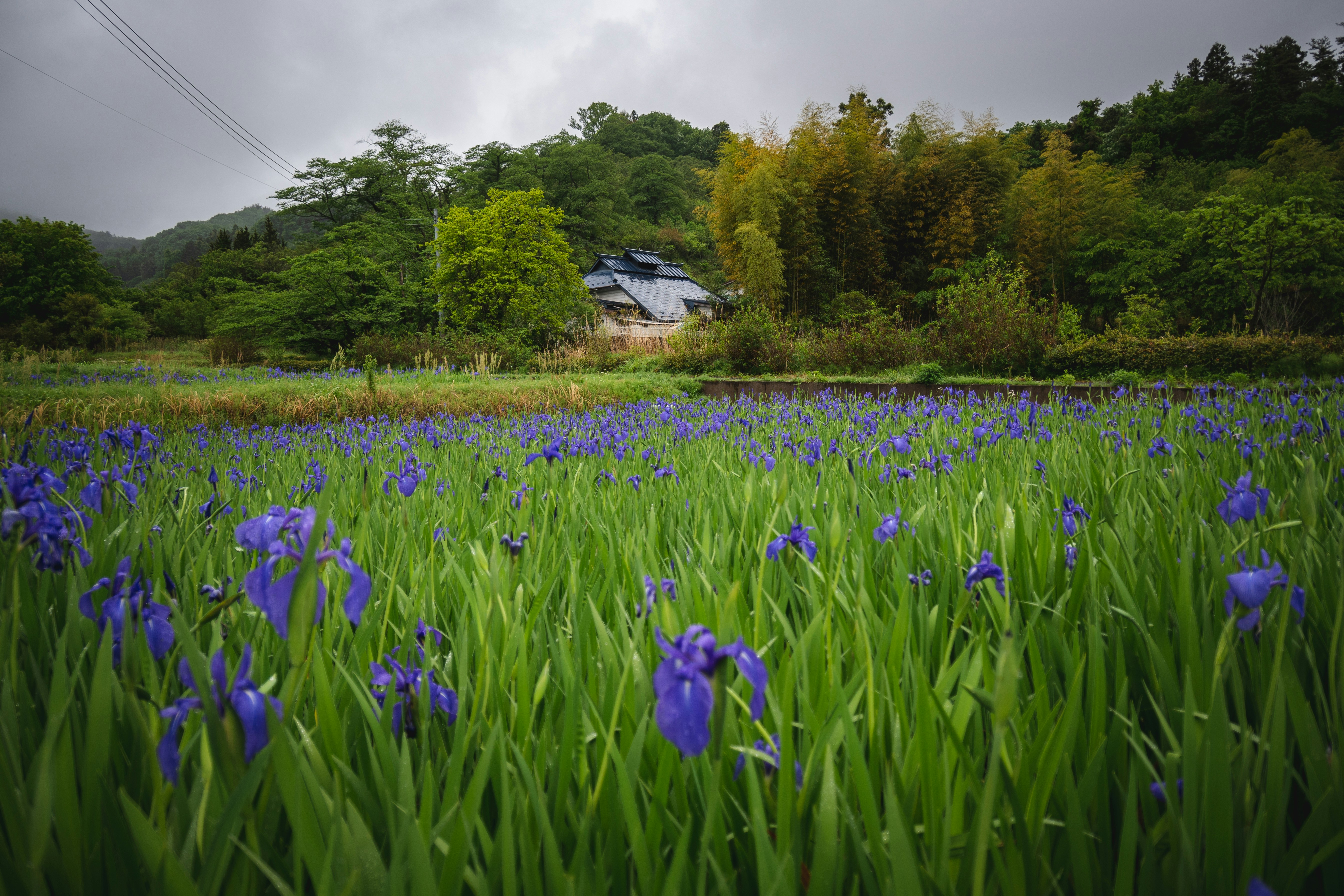 Purple Iris Field Framing a Quiet Cottage in a Green Valley