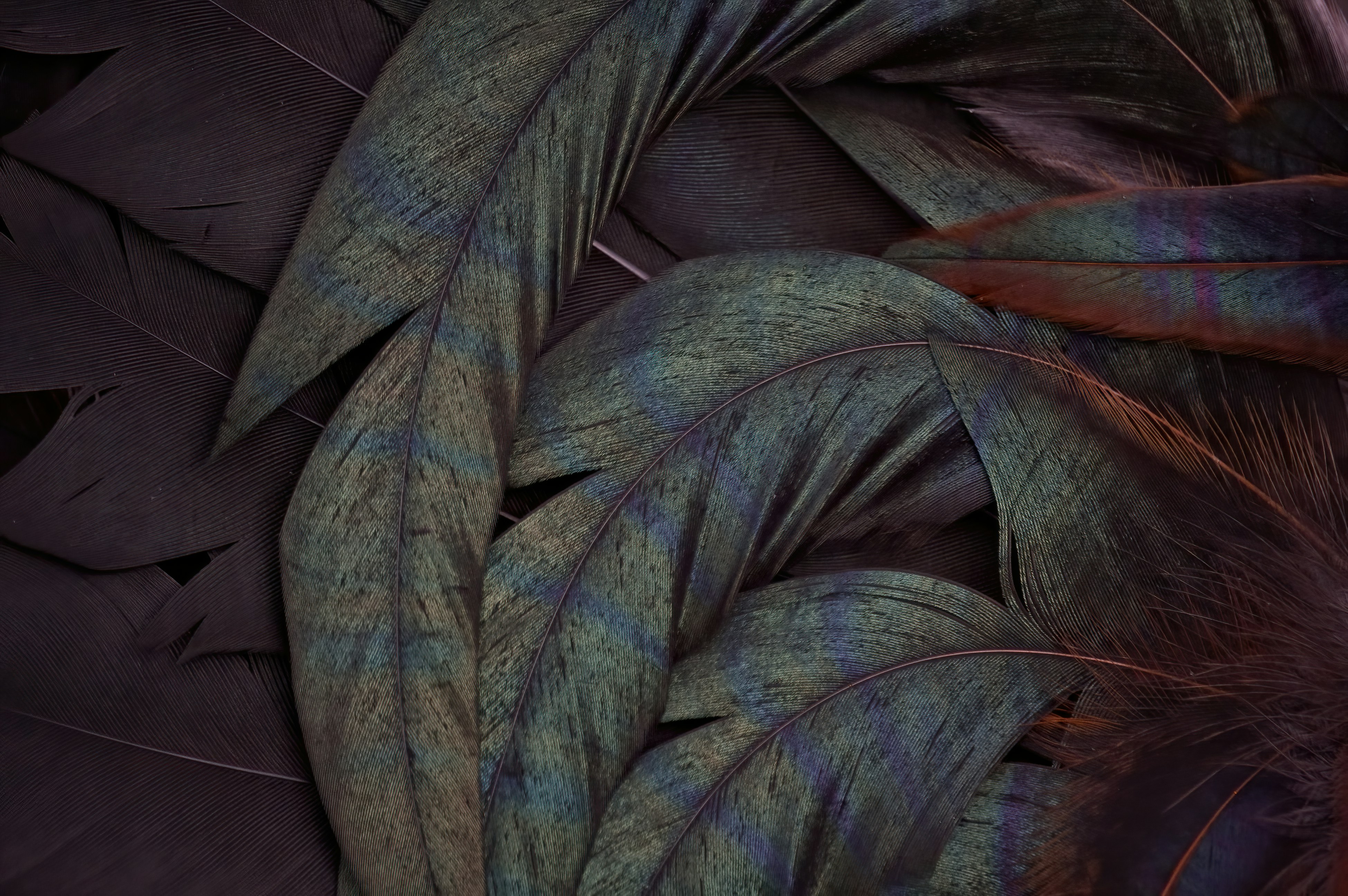 Intricate arrangement of iridescent feathers showcasing a blend of deep greens and blues against a dark backdrop.