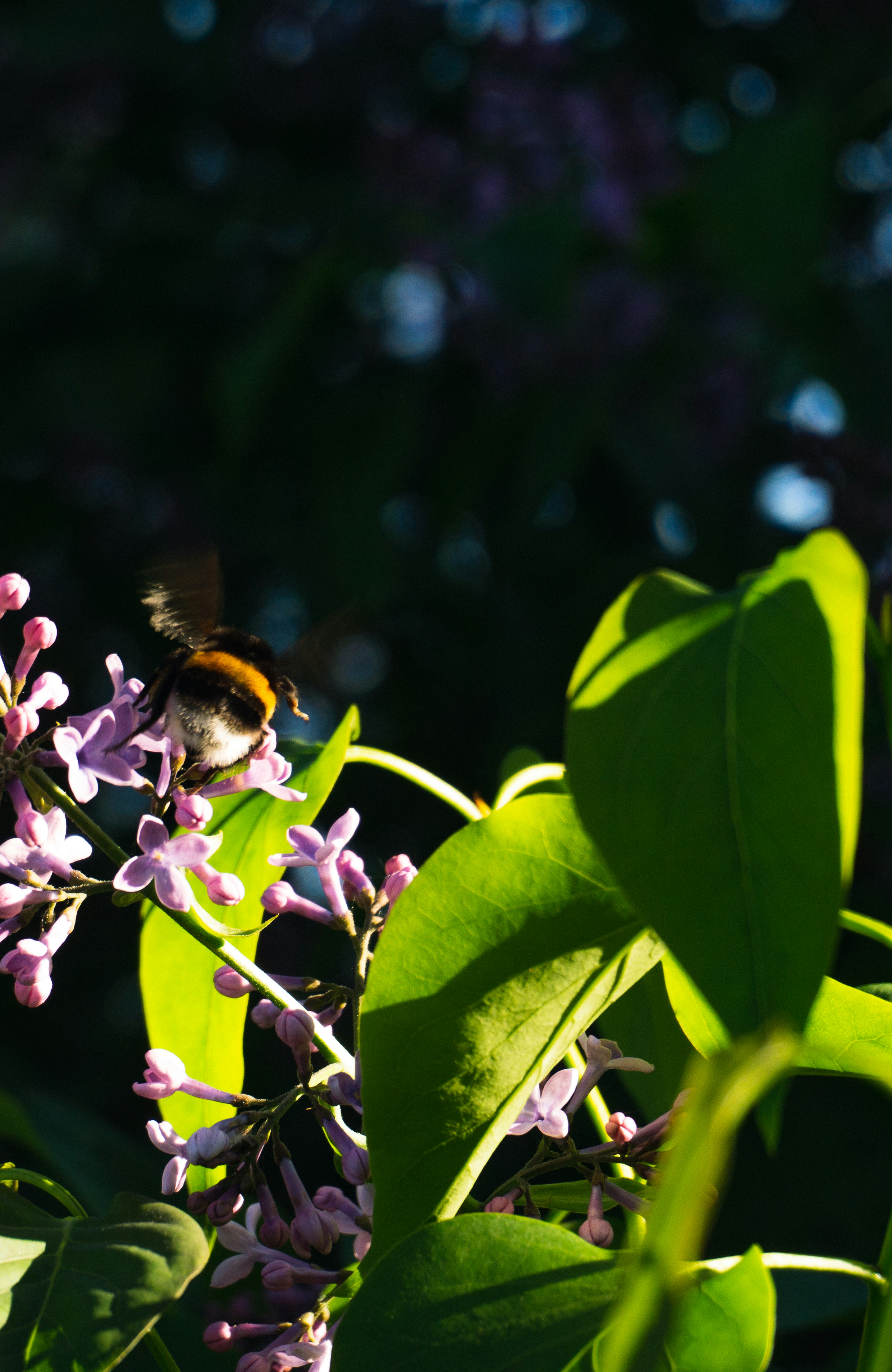 Bumblebee Among Lilac Blooms in a Pocket of Sunlight