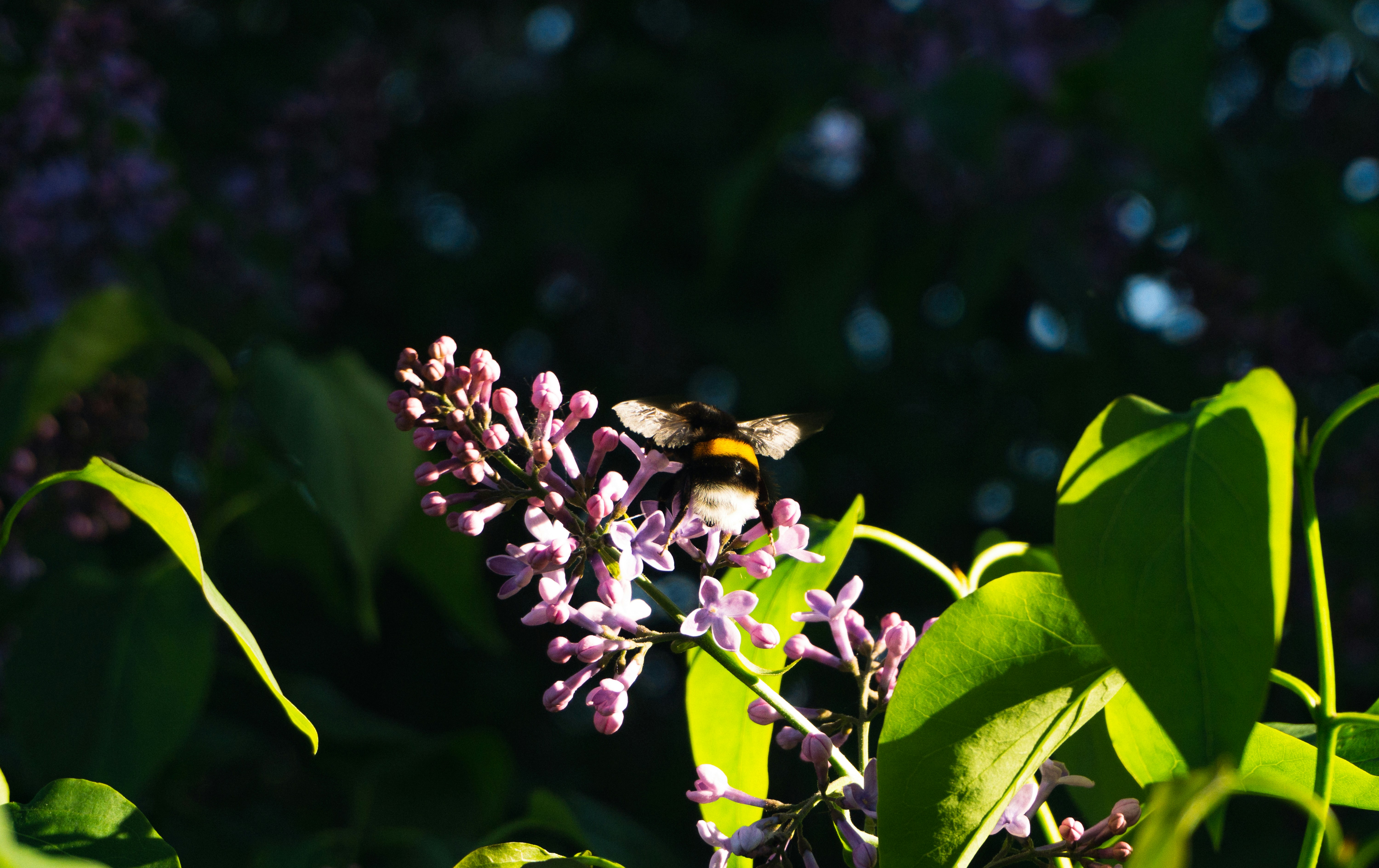 Nature's Pollinator in Action