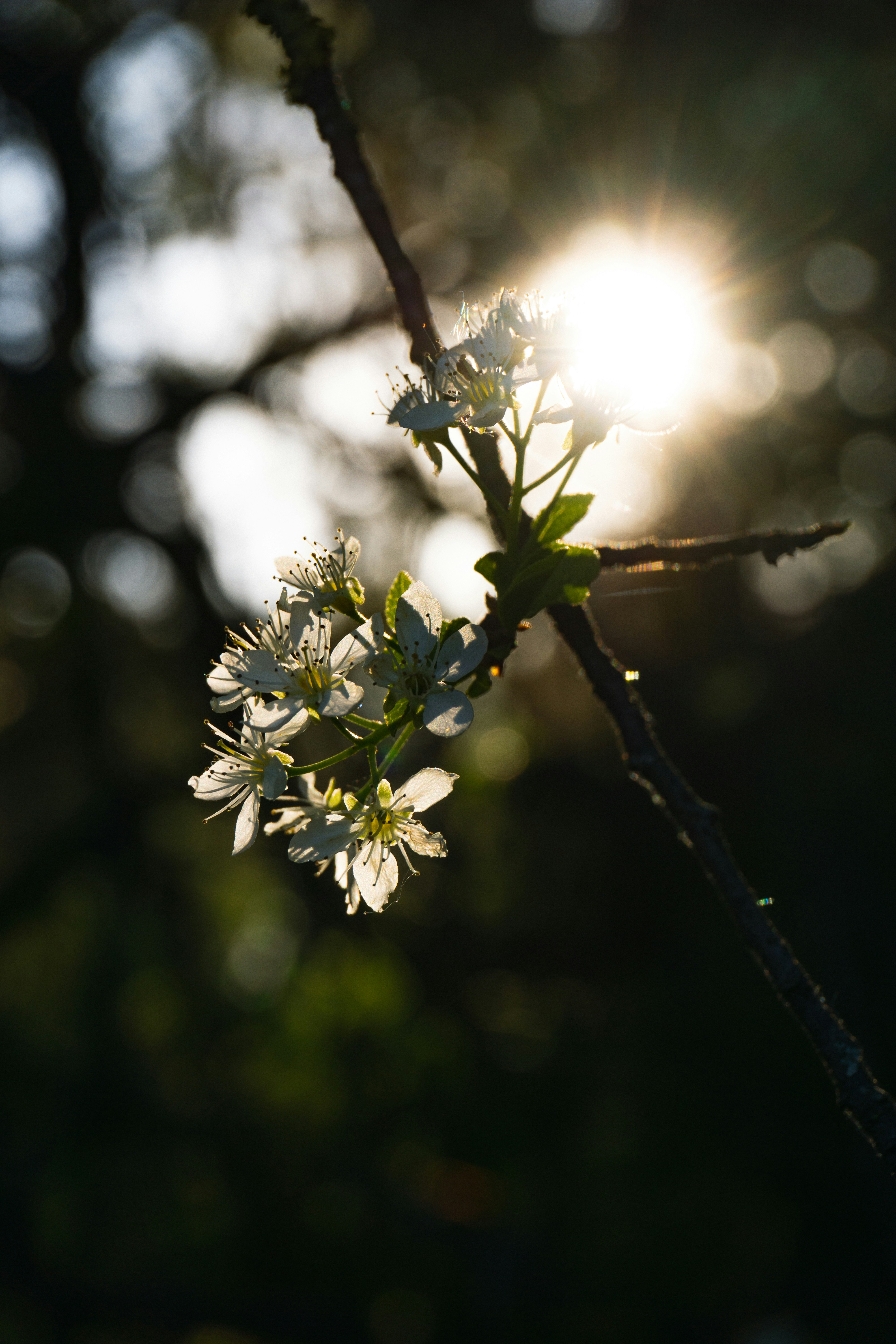 Backlit White Blossoms Framing a Quiet Spring Moment